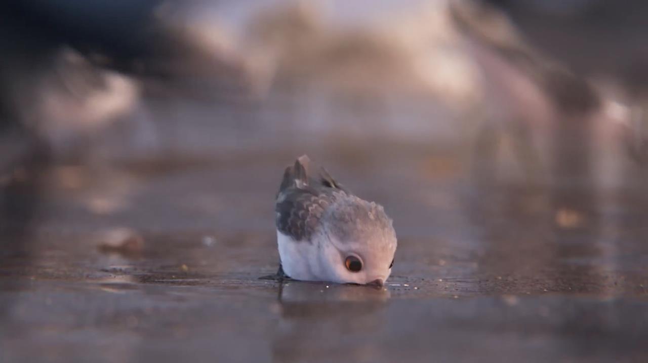 Piper Pixar Wallpapers - Top Free Piper Pixar Backgrounds - WallpaperAccess