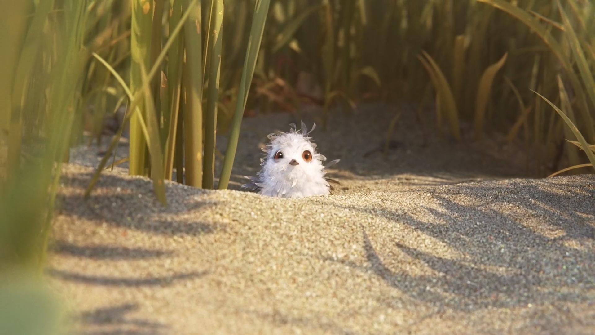 Piper Pixar Wallpapers - Top Free Piper Pixar Backgrounds - WallpaperAccess