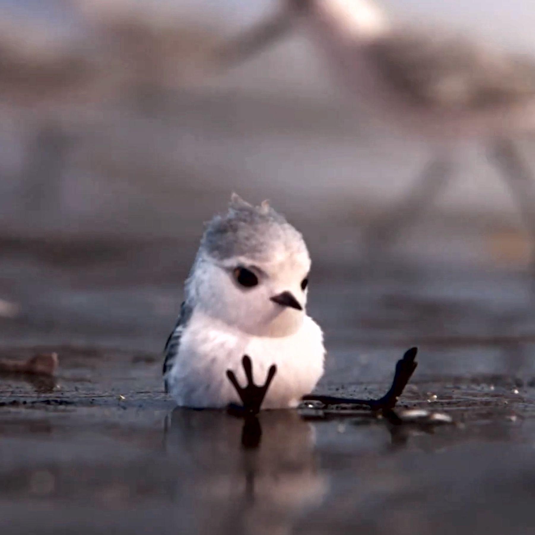 Piper Pixar Wallpapers - Top Free Piper Pixar Backgrounds - WallpaperAccess