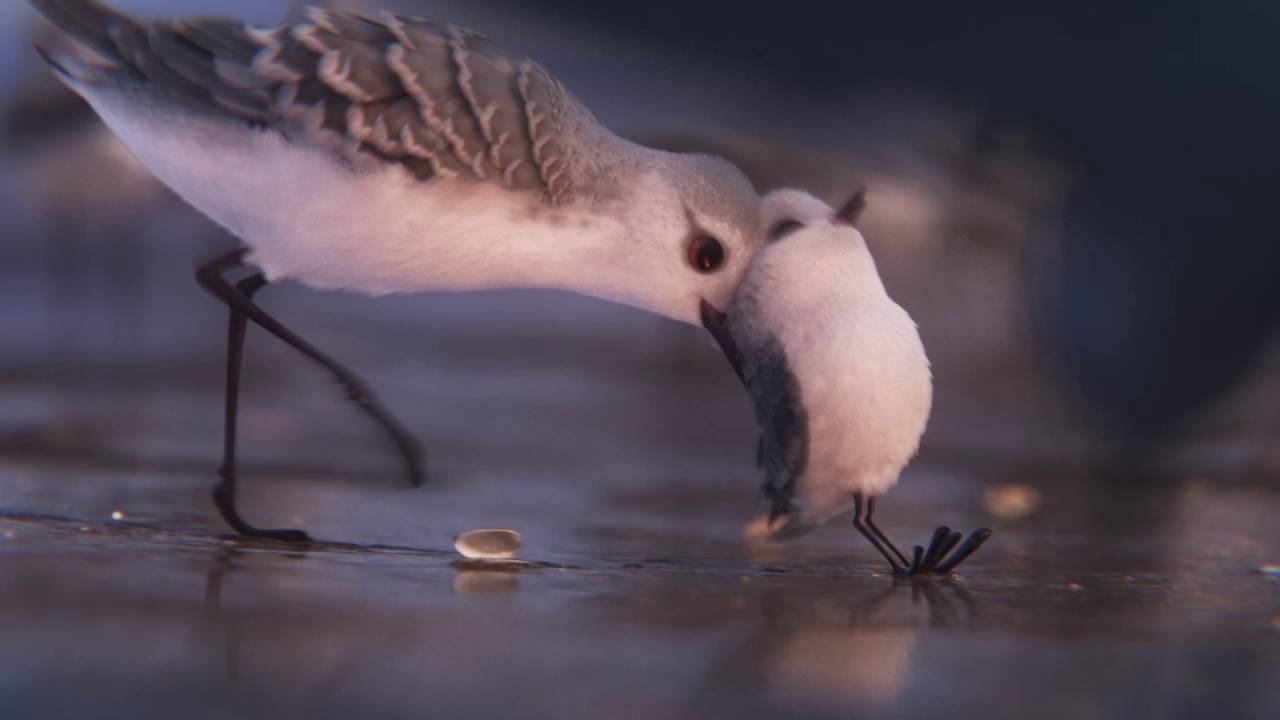 Piper Pixar Wallpapers - Top Free Piper Pixar Backgrounds - WallpaperAccess