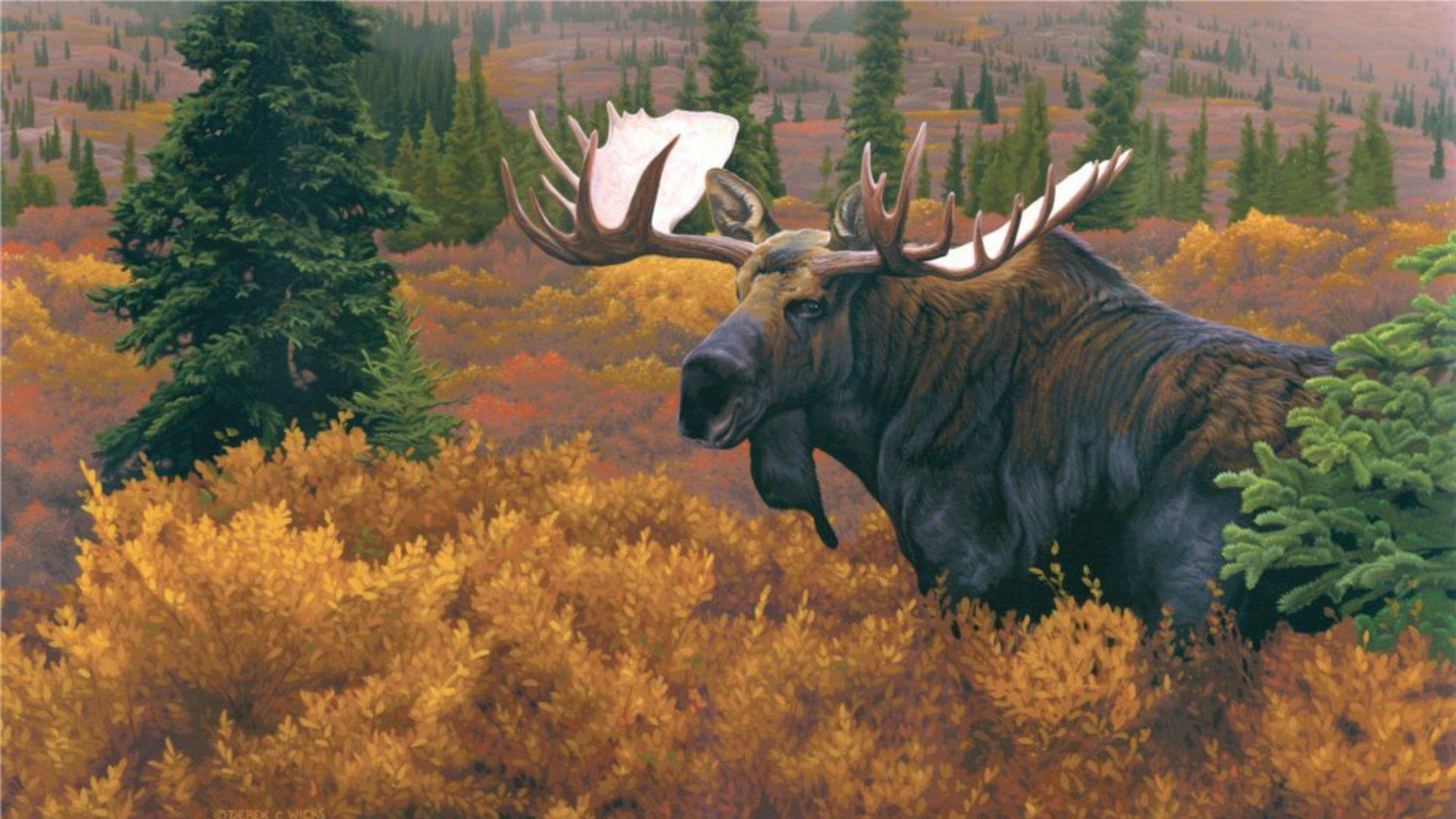 Alaska Moose Wallpapers - Top Free Alaska Moose Backgrounds ...