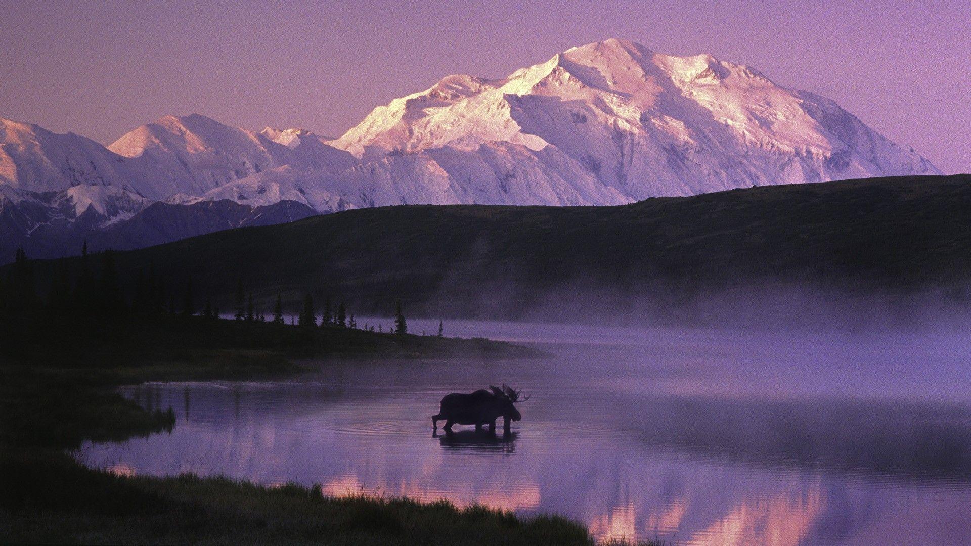 Alaska Moose Wallpapers - Top Free Alaska Moose Backgrounds ...