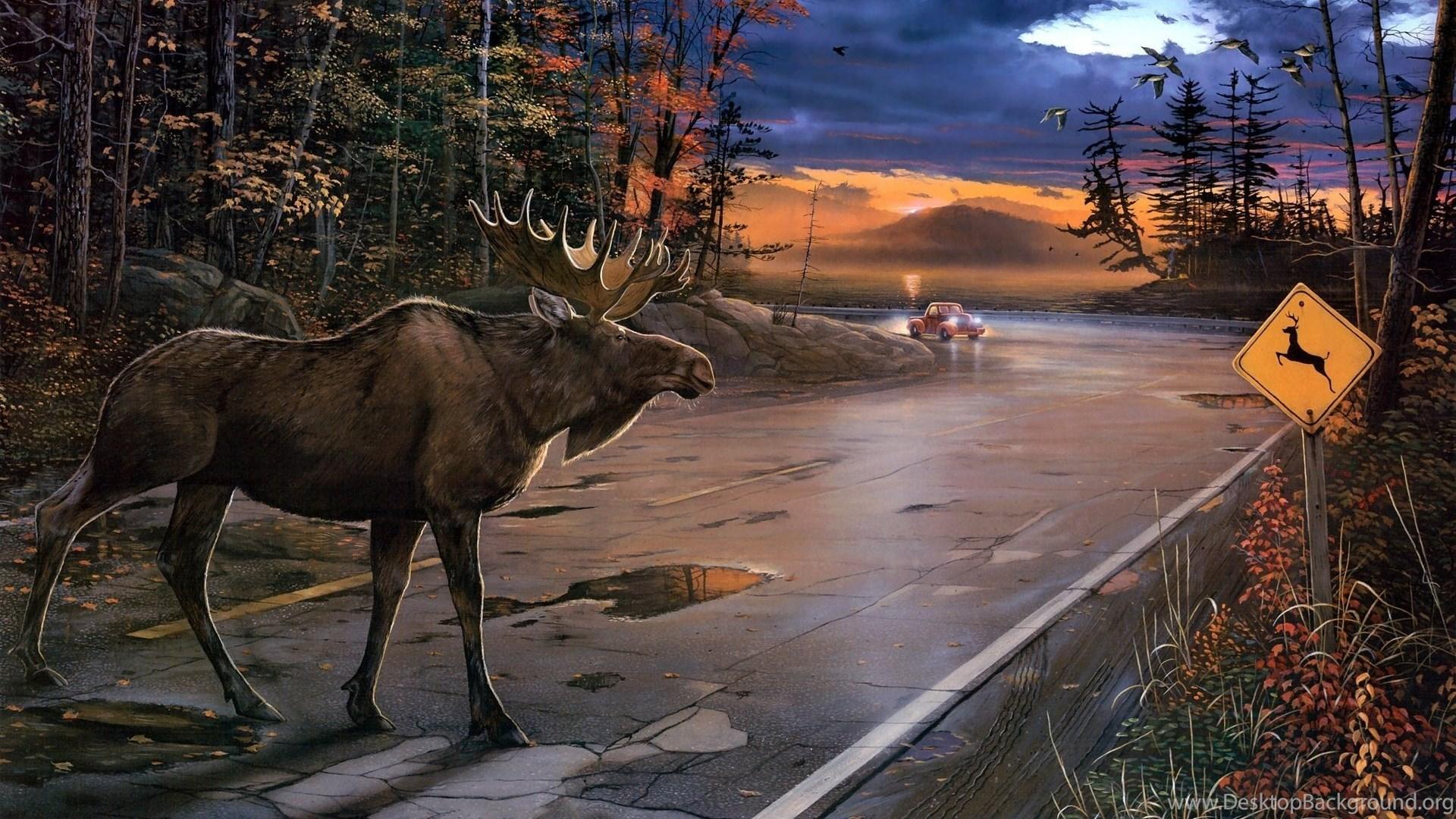 Alaska Moose Wallpapers - Top Free Alaska Moose Backgrounds ...