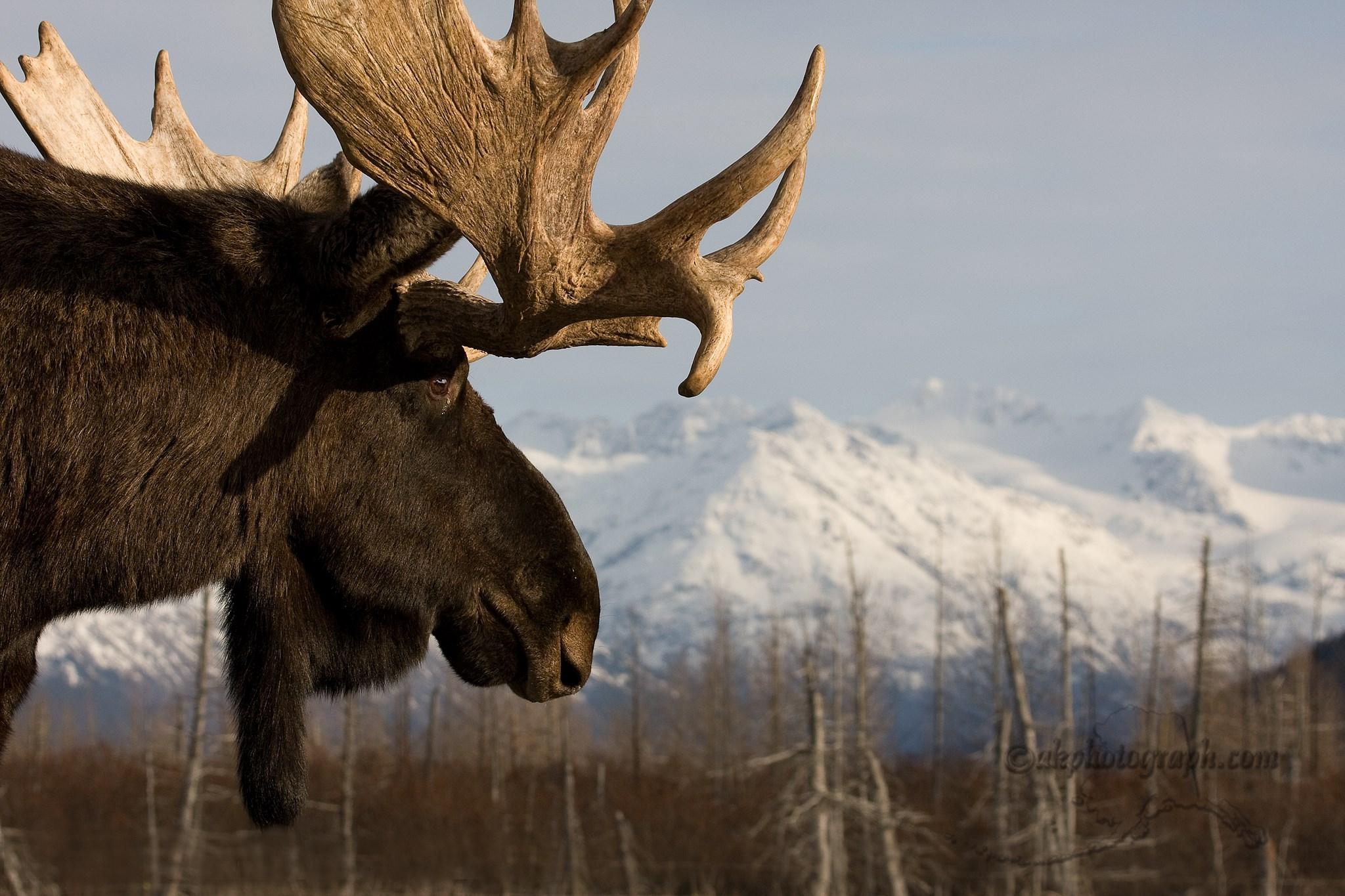 Alaska Moose Wallpapers - Top Free Alaska Moose Backgrounds ...