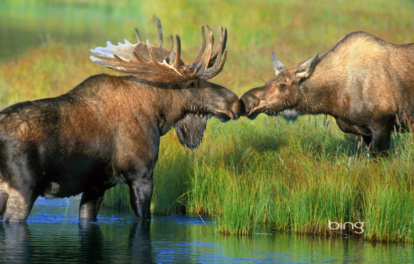 Alaska Moose Wallpapers - Top Free Alaska Moose Backgrounds ...