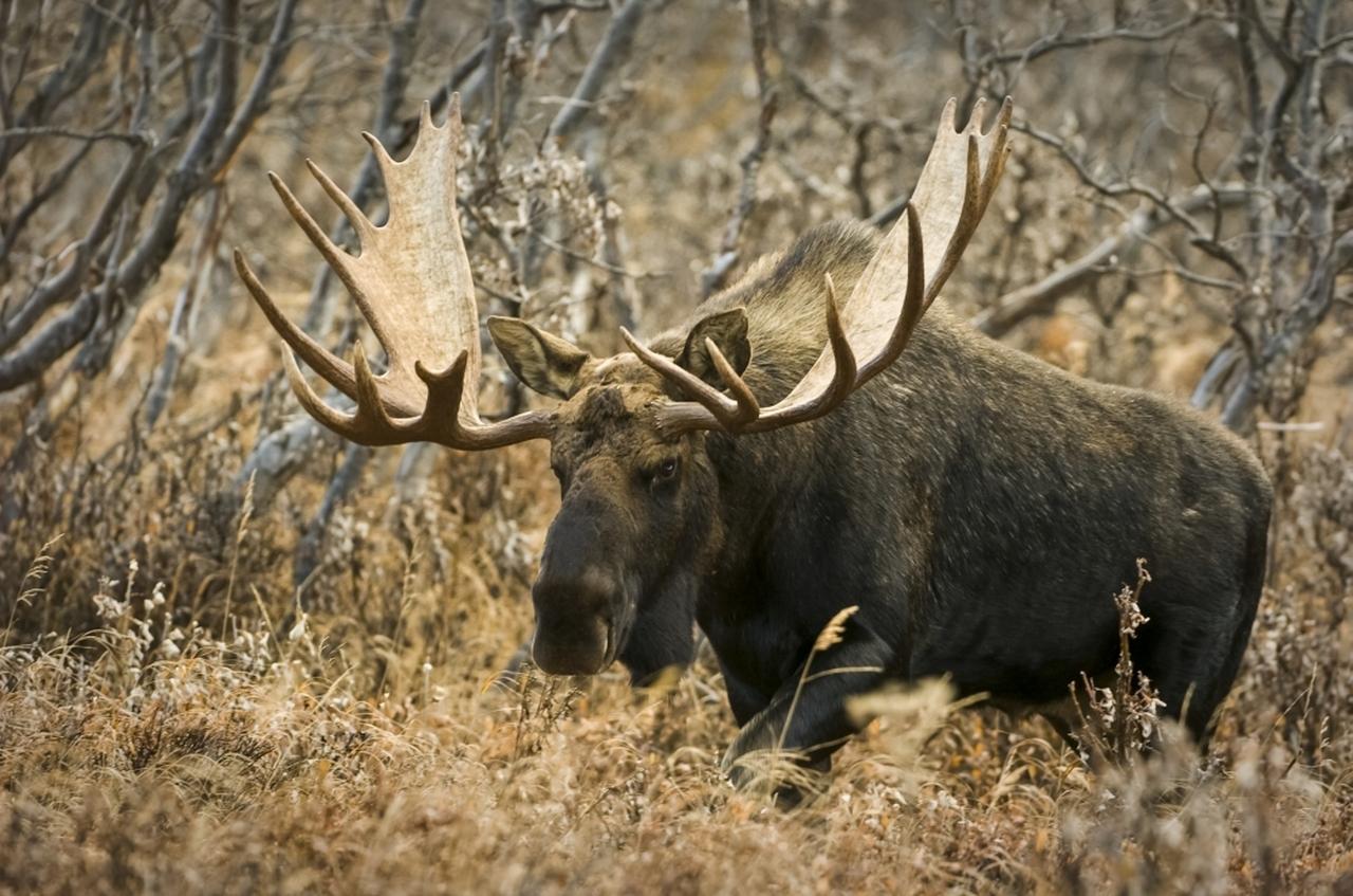 Alaska Moose Wallpapers - Top Free Alaska Moose Backgrounds ...
