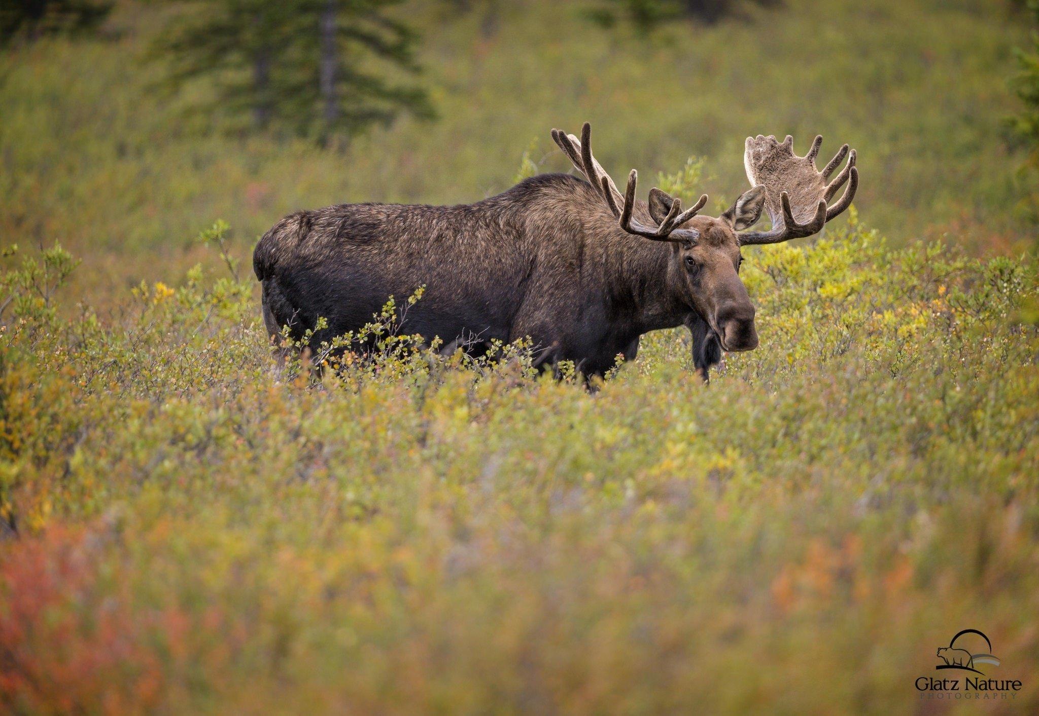 Alaska Moose Wallpapers - Top Free Alaska Moose Backgrounds ...