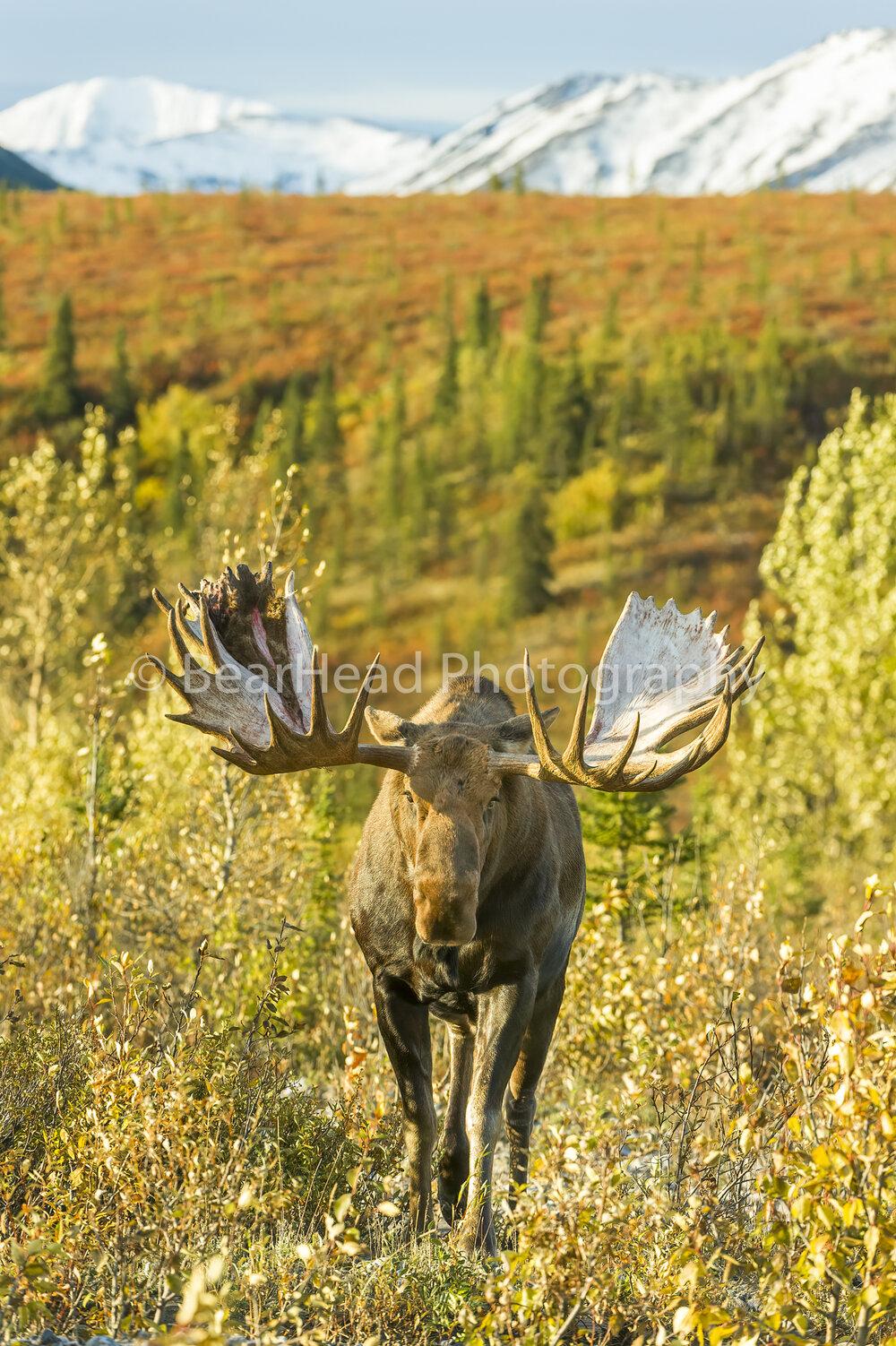Alaska Moose Wallpapers - Top Free Alaska Moose Backgrounds ...