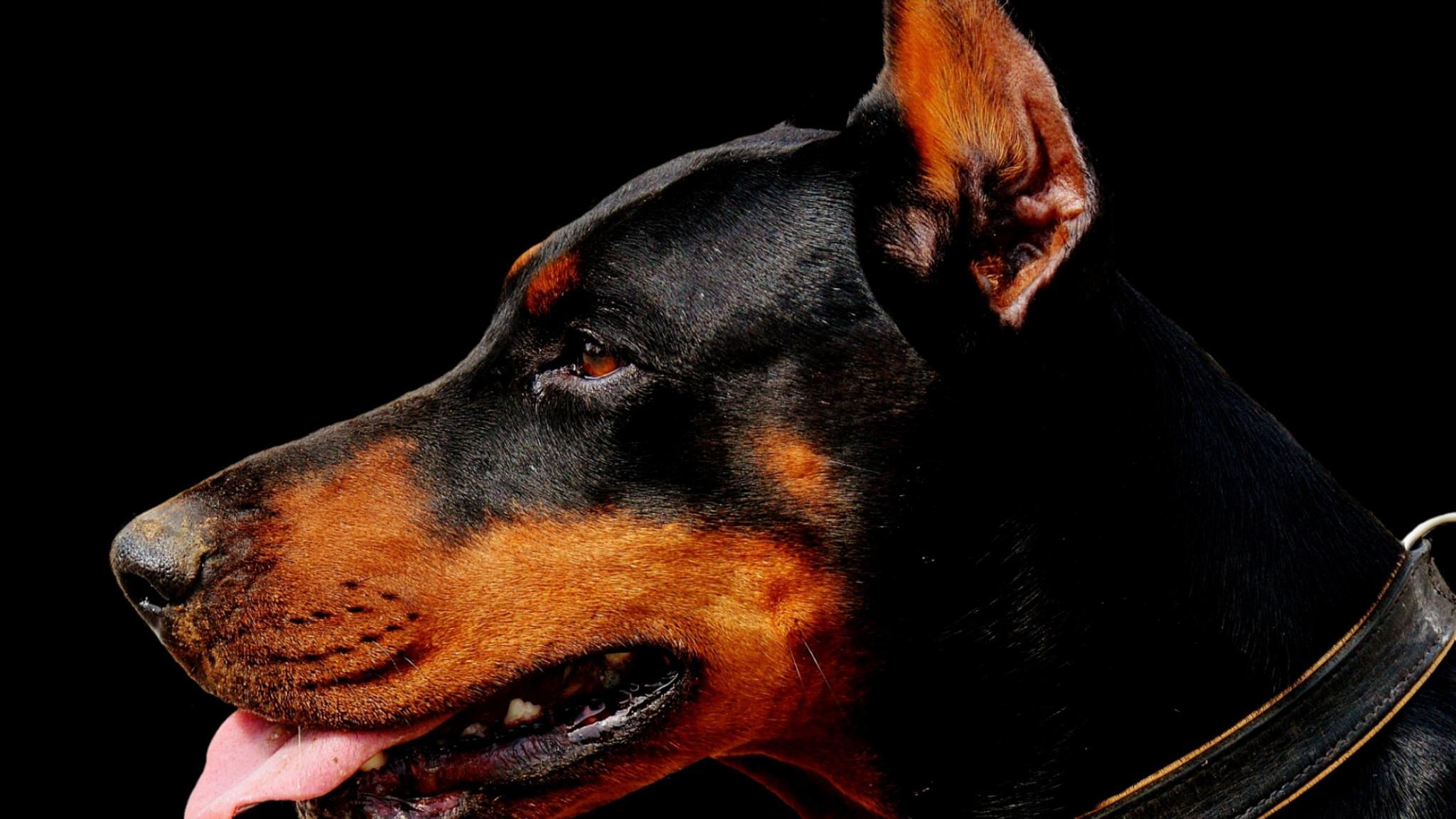 HD Doberman Wallpapers - Top Free HD Doberman Backgrounds - WallpaperAccess