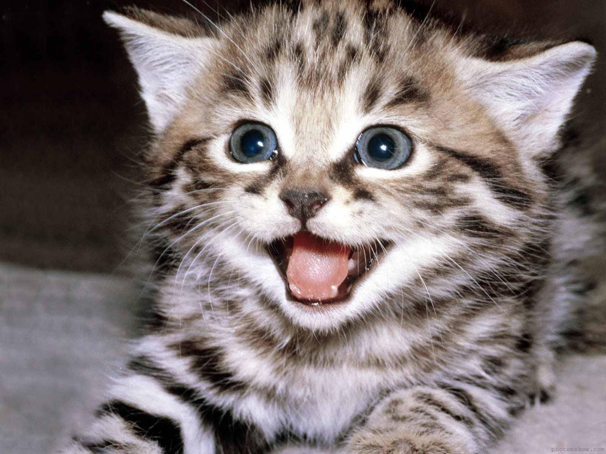 Kitten Face Wallpapers - Top Free Kitten Face Backgrounds - WallpaperAccess