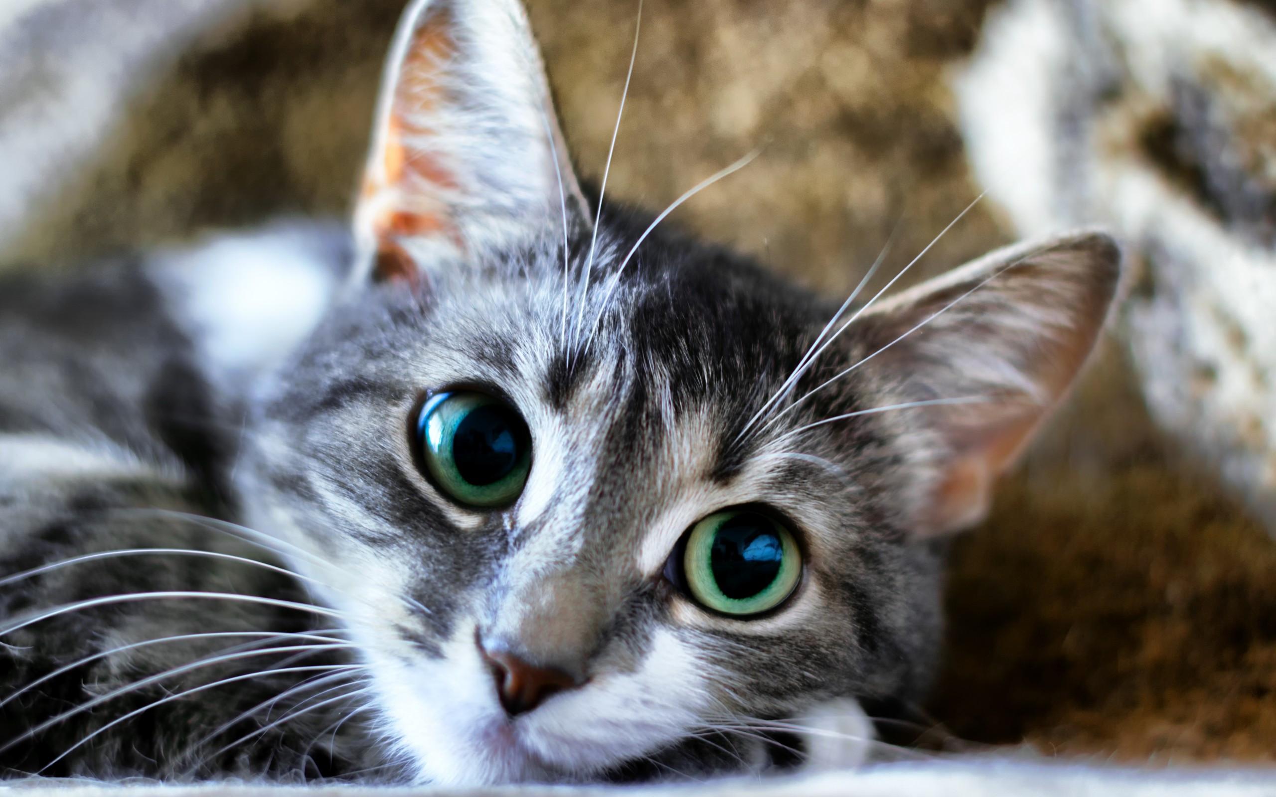 Kitten Face Wallpapers - Top Free Kitten Face Backgrounds - WallpaperAccess