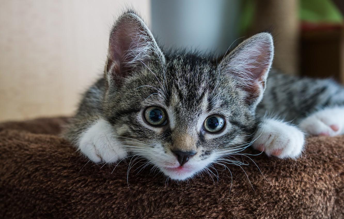 Kitten Face Wallpapers - Top Free Kitten Face Backgrounds - WallpaperAccess