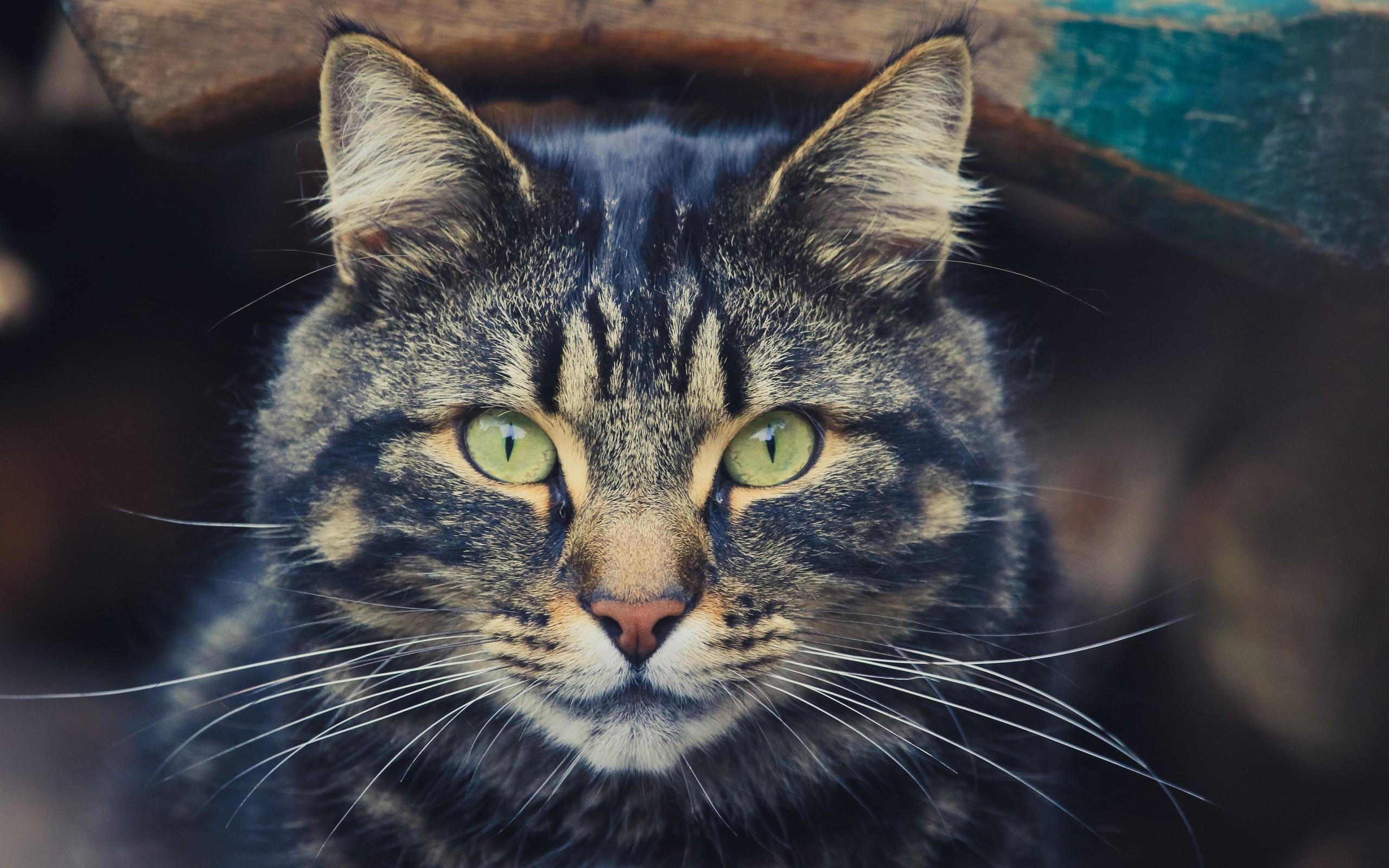 Kitten Face Wallpapers - Top Free Kitten Face Backgrounds - WallpaperAccess