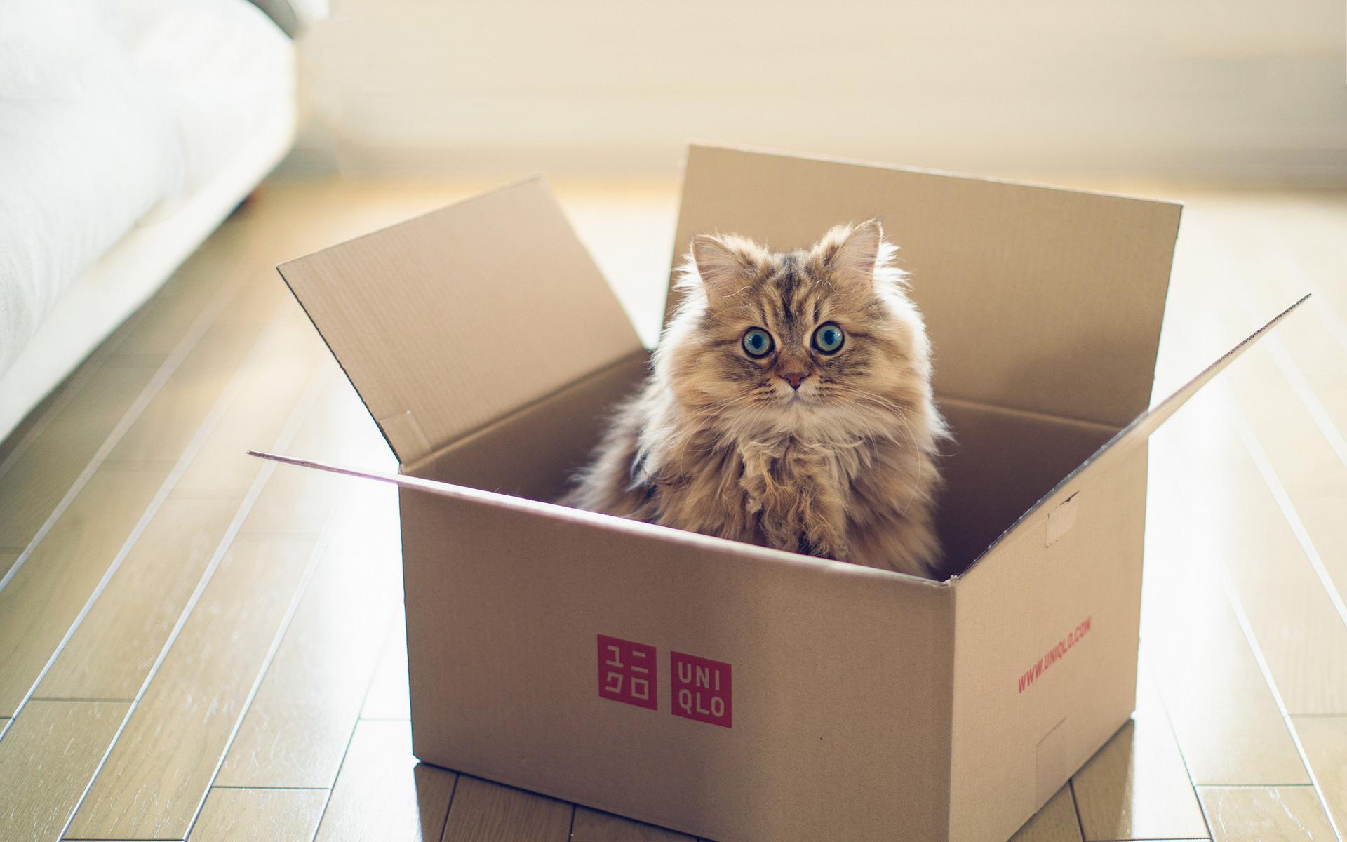 Kitten Face Wallpapers - Top Free Kitten Face Backgrounds - WallpaperAccess