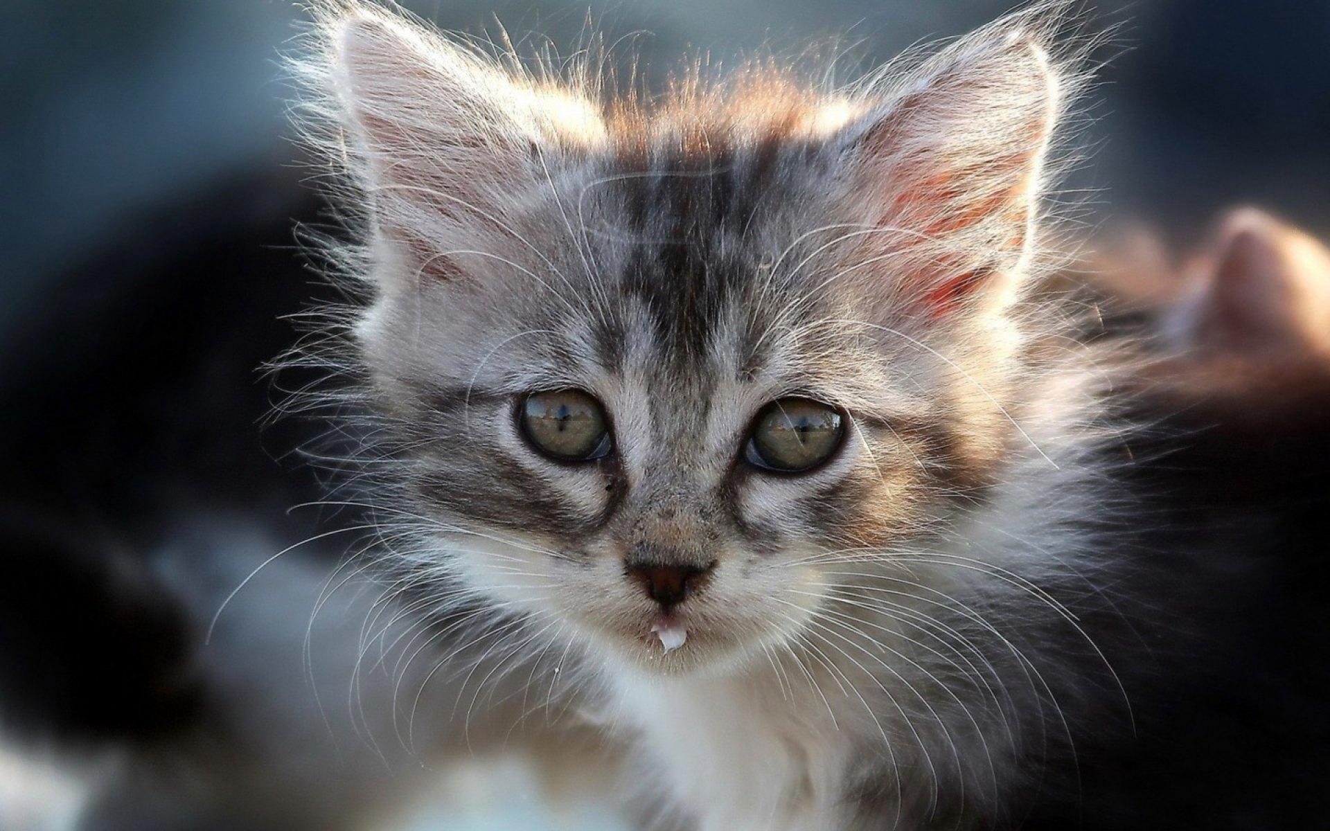 Kitten Face Wallpapers - Top Free Kitten Face Backgrounds - WallpaperAccess