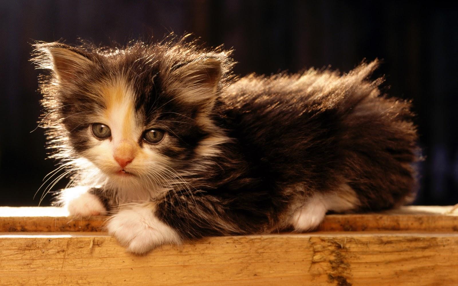 Kitten Face Wallpapers - Top Free Kitten Face Backgrounds - WallpaperAccess