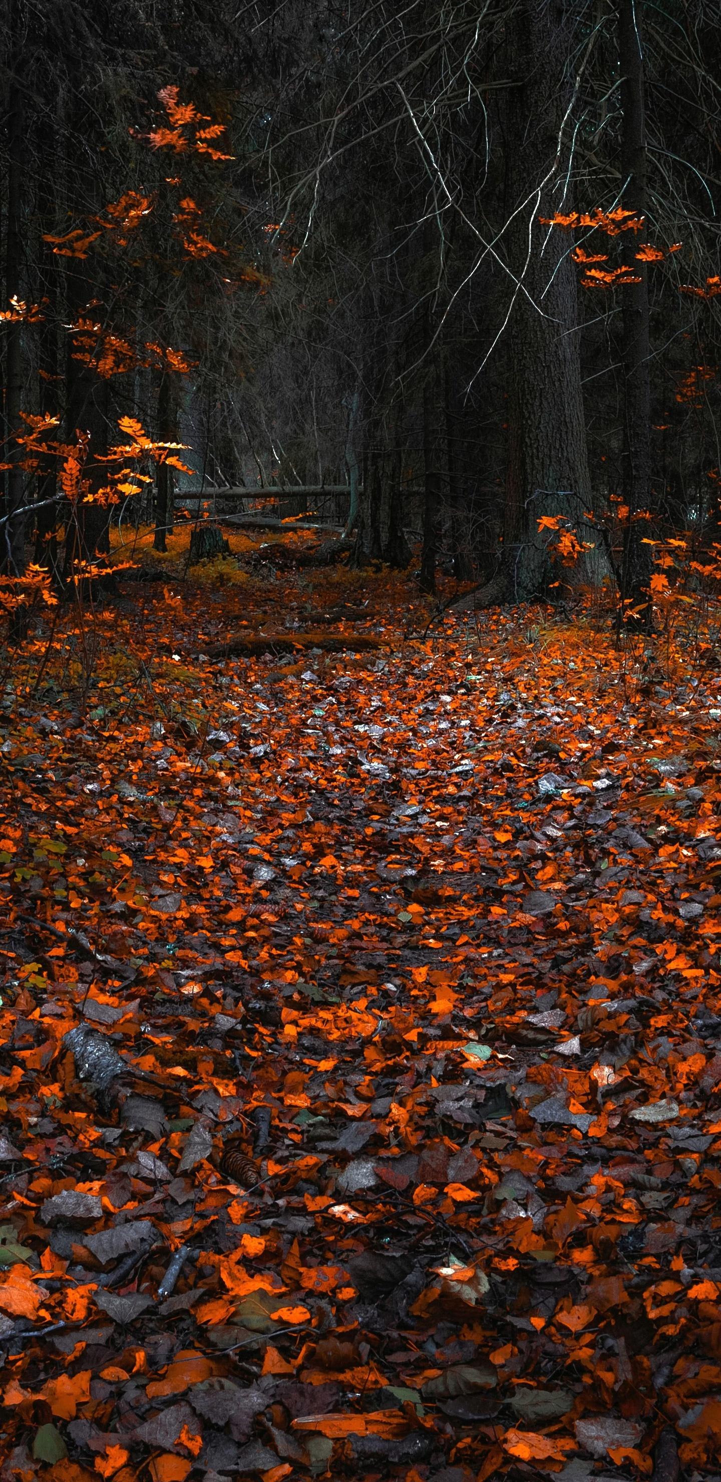 Forest in Autumn Wallpapers - Top Free Forest in Autumn Backgrounds ...