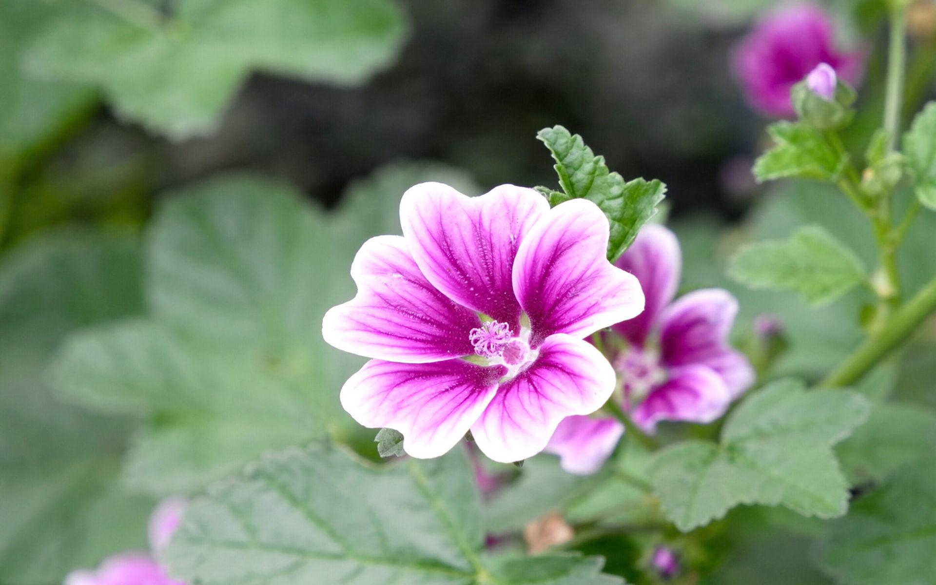 Velvet Flower Wallpapers - Top Free Velvet Flower Backgrounds ...