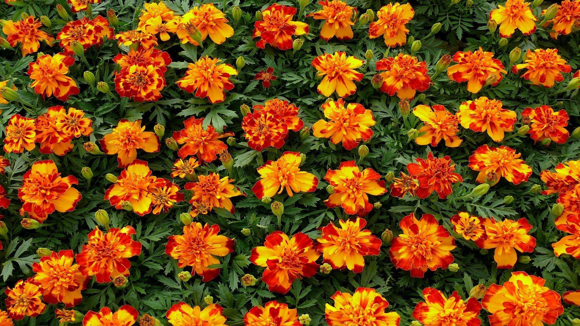 Velvet Flower Wallpapers - Top Free Velvet Flower Backgrounds ...