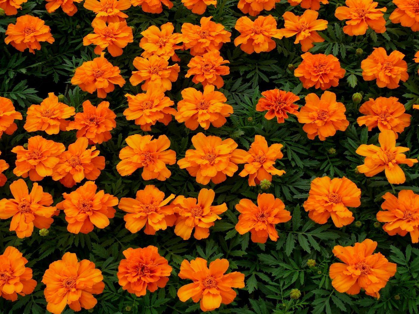 Velvet Flower Wallpapers - Top Free Velvet Flower Backgrounds ...