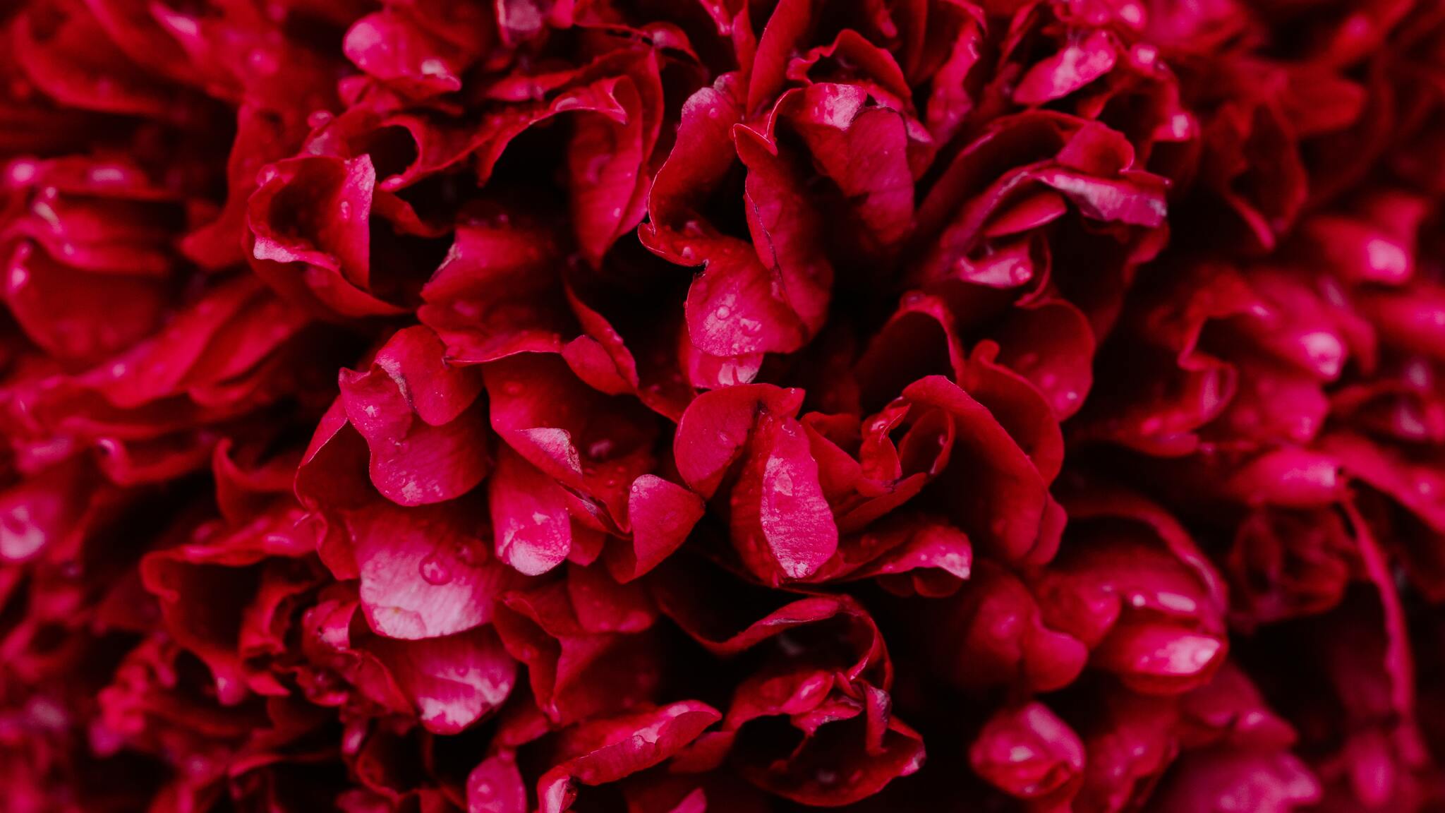 Velvet Flower Wallpapers - Top Free Velvet Flower Backgrounds ...