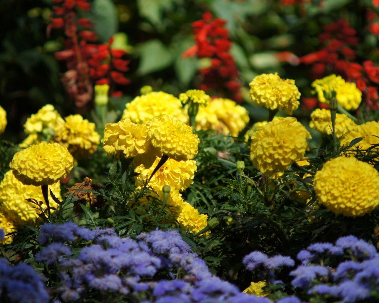 Velvet Flower Wallpapers - Top Free Velvet Flower Backgrounds ...