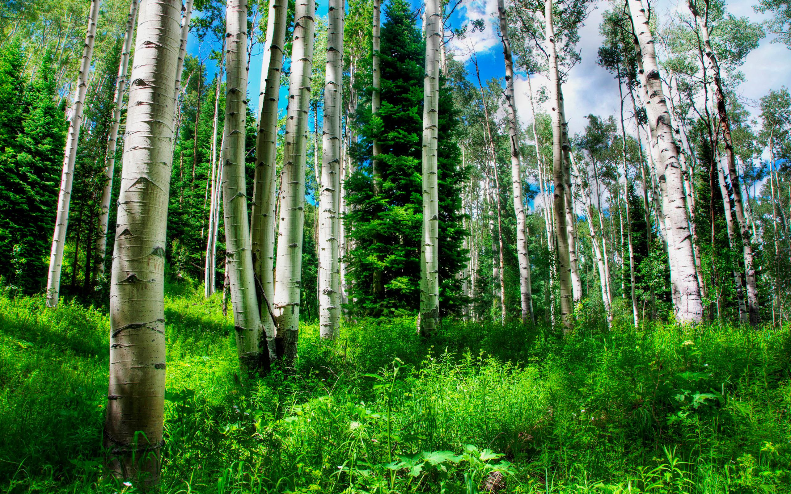 Minnesota Forest Wallpapers - Top Free Minnesota Forest Backgrounds ...