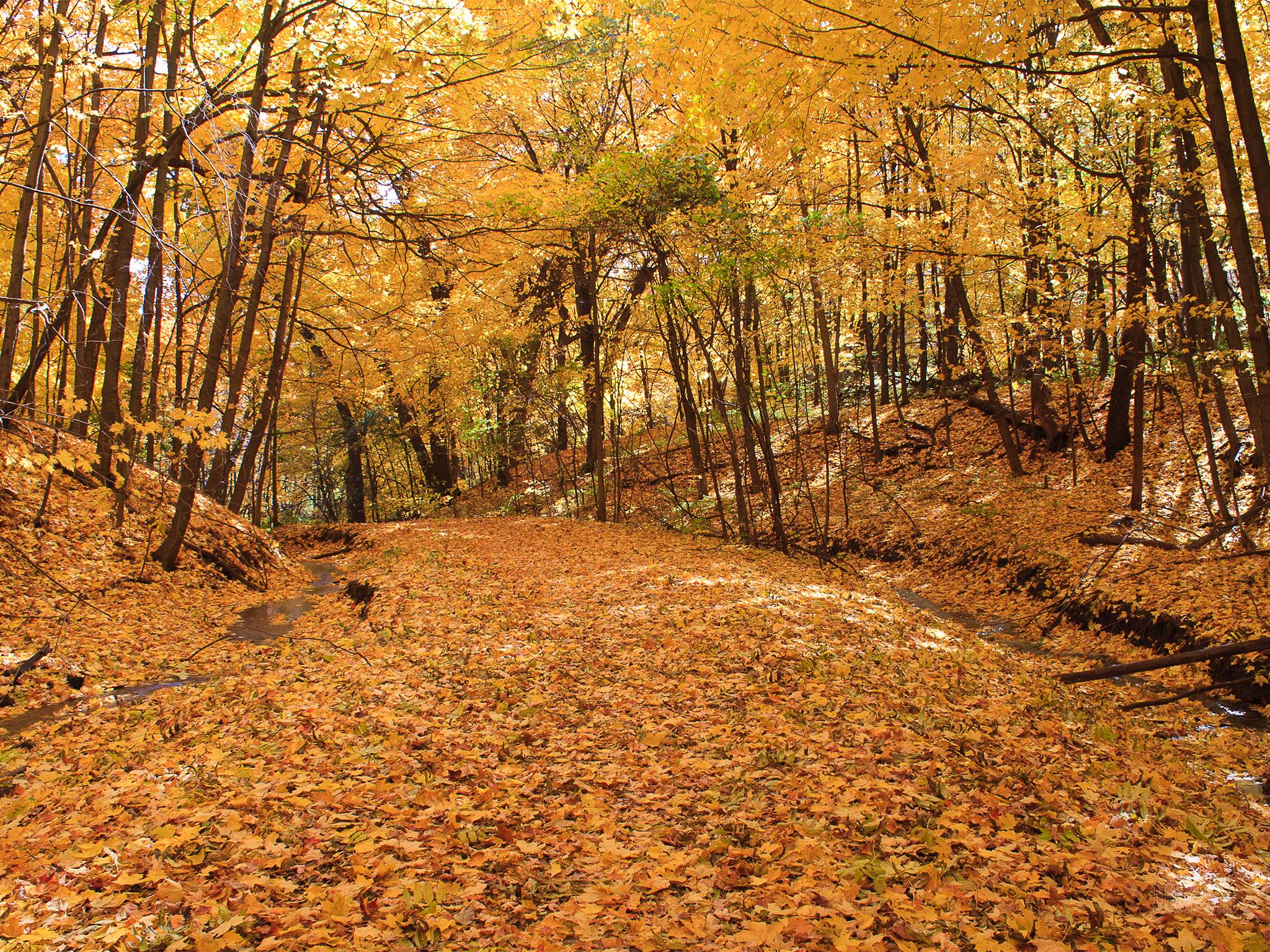 Minnesota Forest Wallpapers - Top Free Minnesota Forest Backgrounds ...