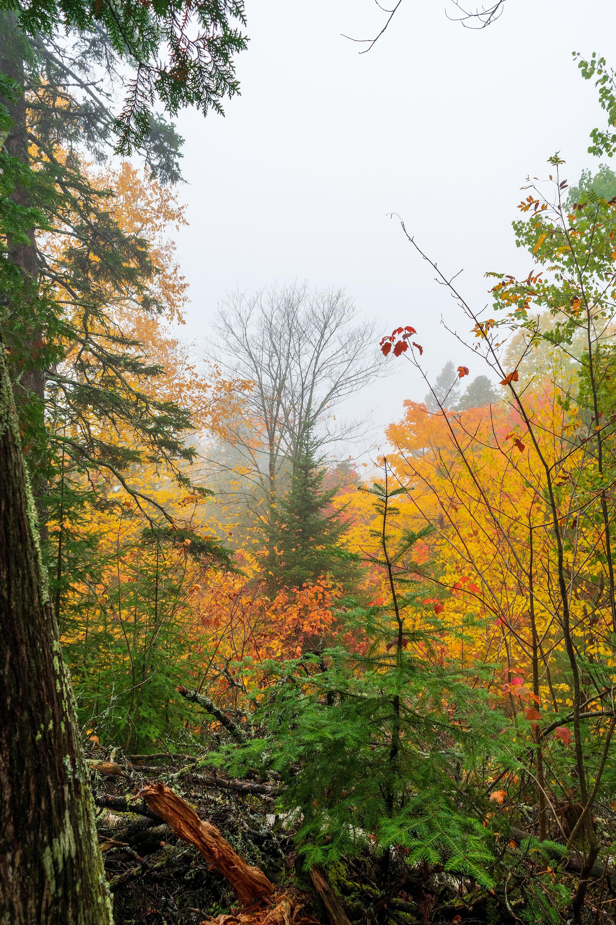 Minnesota Forest Wallpapers - Top Free Minnesota Forest Backgrounds ...