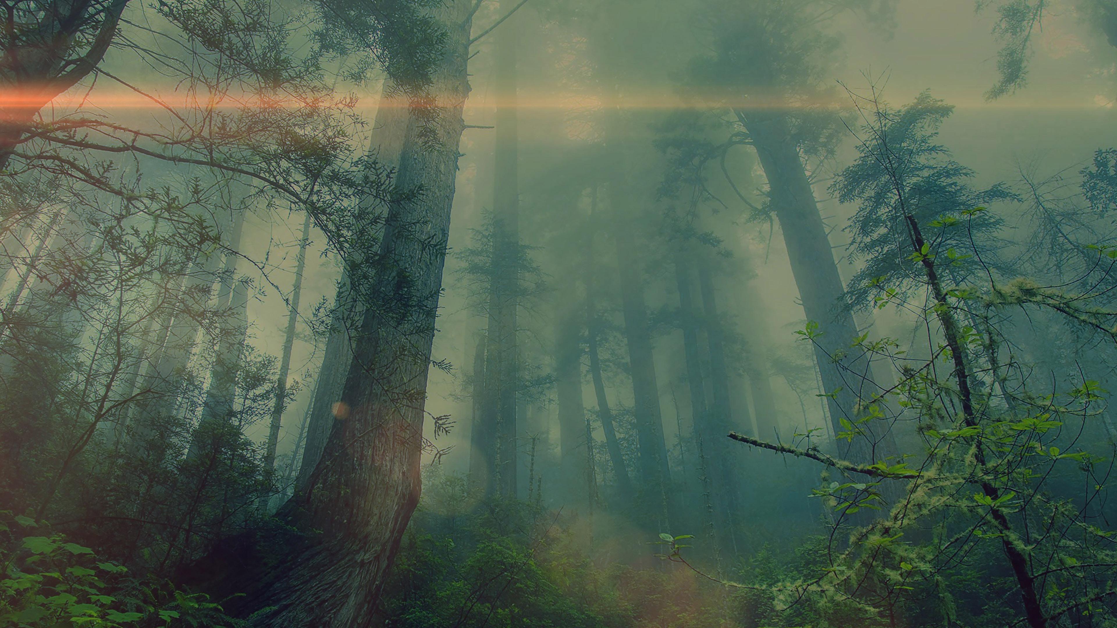 Minnesota Forest Wallpapers - Top Free Minnesota Forest Backgrounds ...