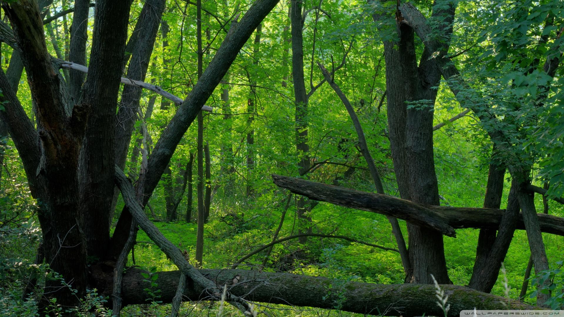 Minnesota Forest Wallpapers - Top Free Minnesota Forest Backgrounds ...