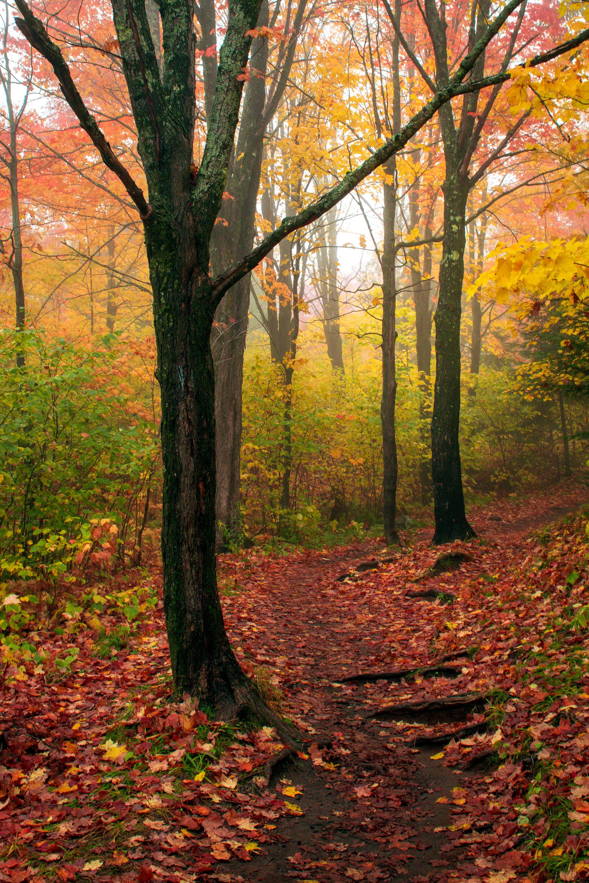 Minnesota Forest Wallpapers - Top Free Minnesota Forest Backgrounds ...