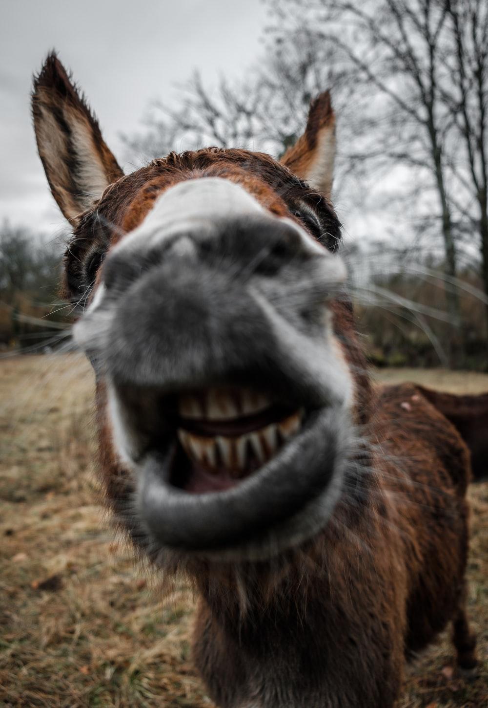 Funny Donkey Wallpapers - Top Free Funny Donkey Backgrounds ...