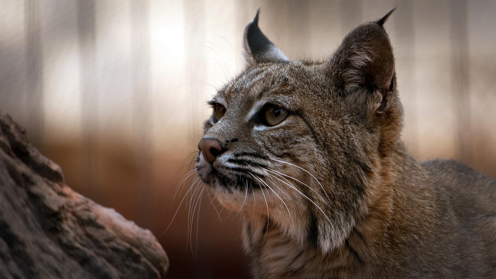 Lynx Desktop Wallpapers - Top Free Lynx Desktop Backgrounds - WallpaperAccess