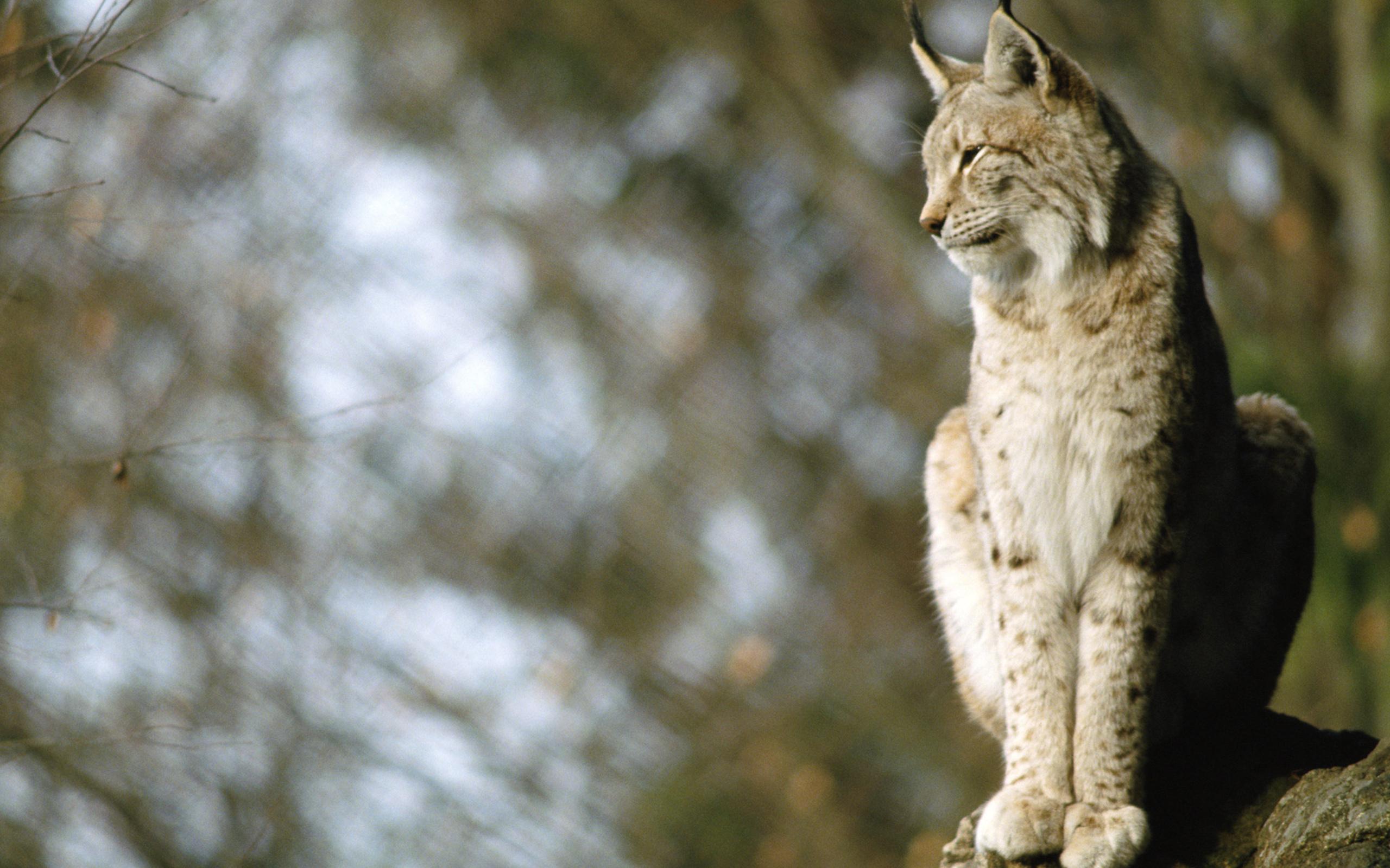 Lynx Desktop Wallpapers - Top Free Lynx Desktop Backgrounds - WallpaperAccess