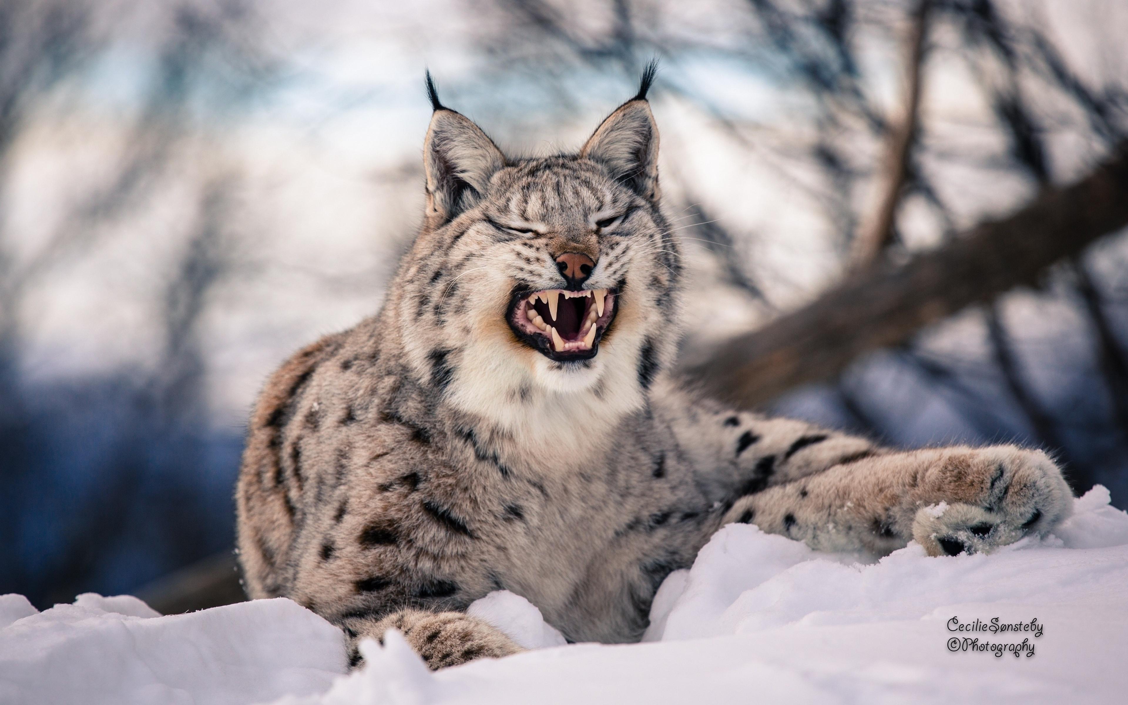 Lynx Desktop Wallpapers - Top Free Lynx Desktop Backgrounds ...