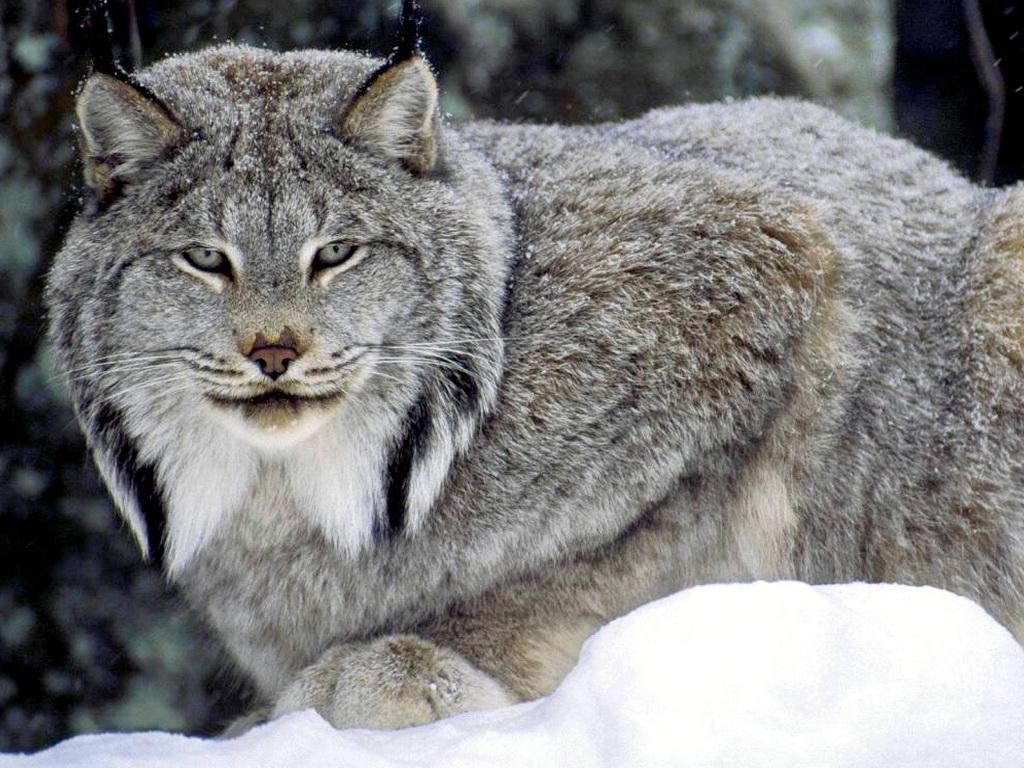 Lynx Desktop Wallpapers - Top Free Lynx Desktop Backgrounds ...