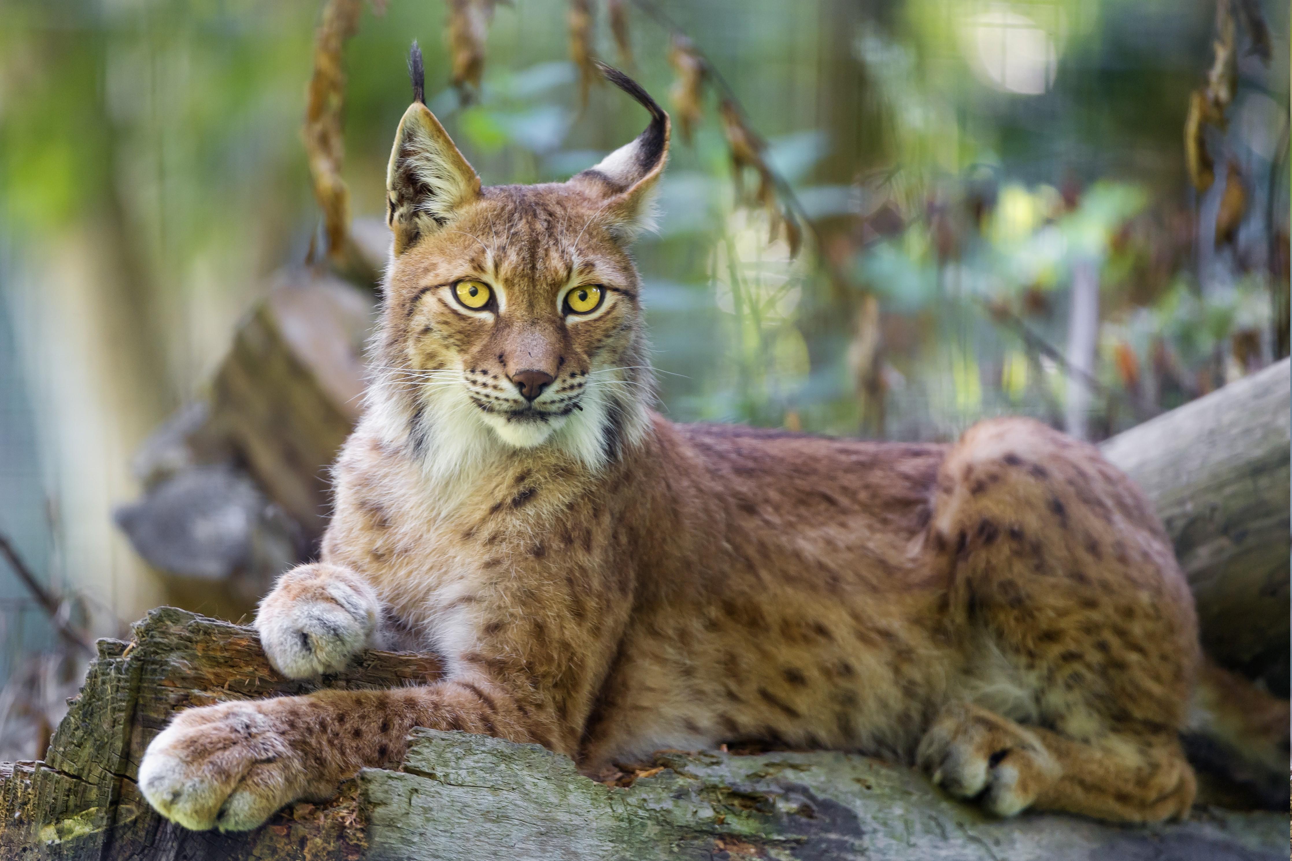 Lynx Desktop Wallpapers - Top Free Lynx Desktop Backgrounds ...