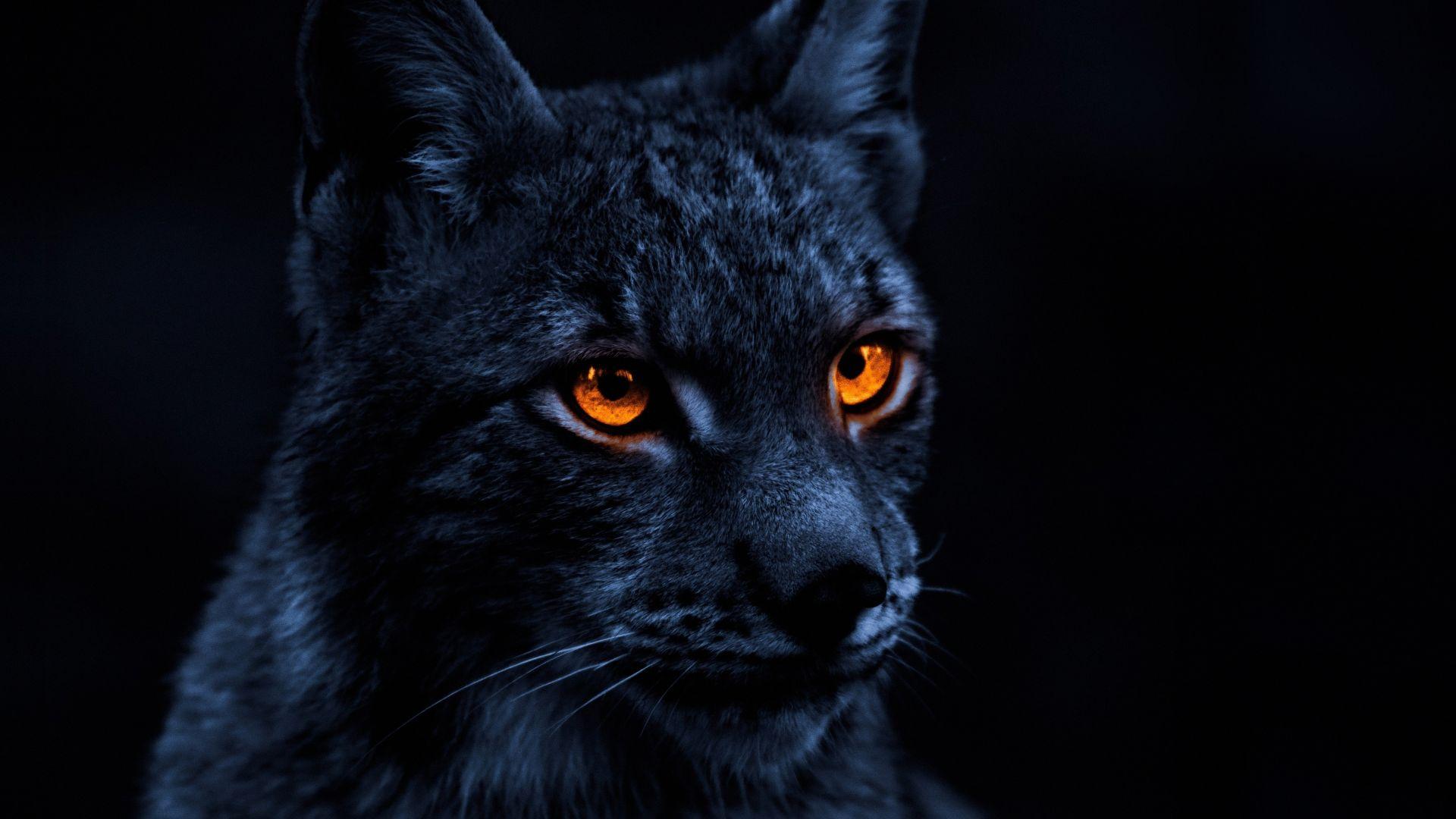 Lynx Desktop Wallpapers - Top Free Lynx Desktop Backgrounds ...