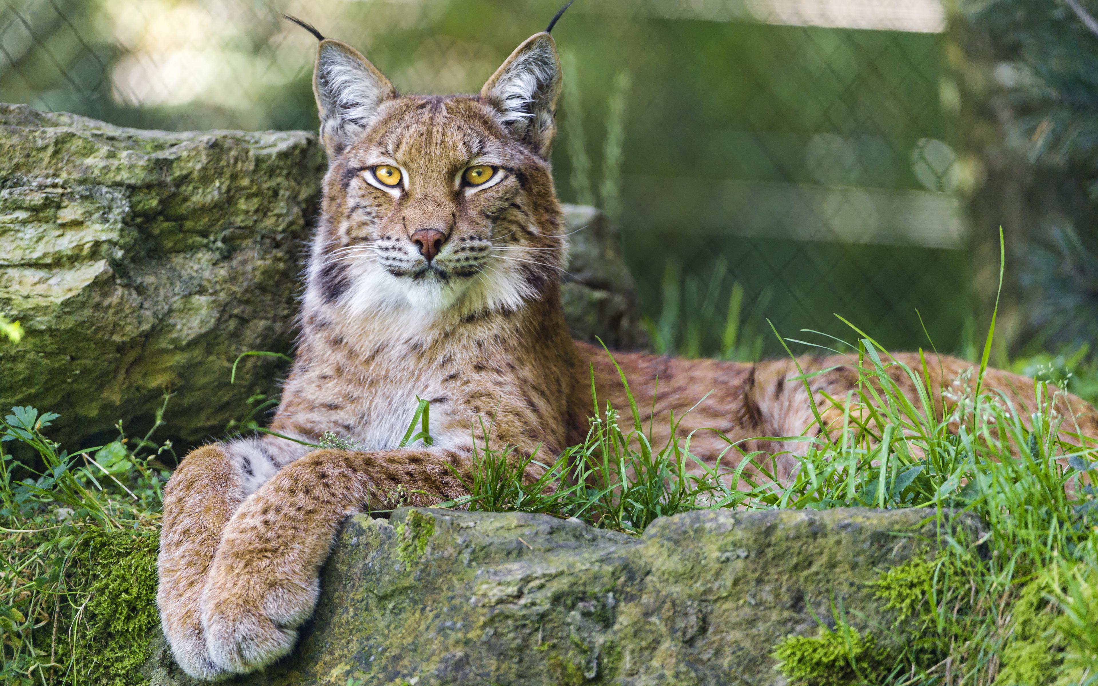 Lynx Desktop Wallpapers - Top Free Lynx Desktop Backgrounds ...