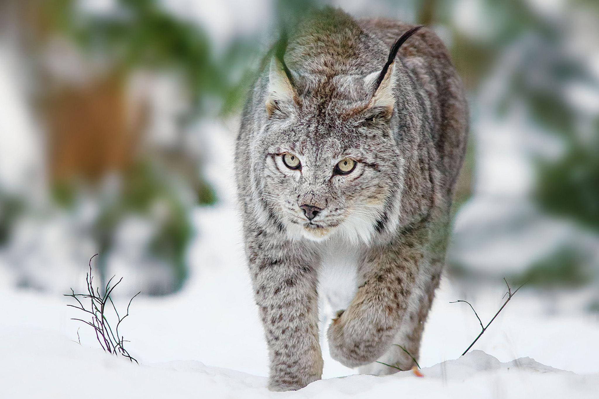 Lynx Desktop Wallpapers - Top Free Lynx Desktop Backgrounds - WallpaperAccess