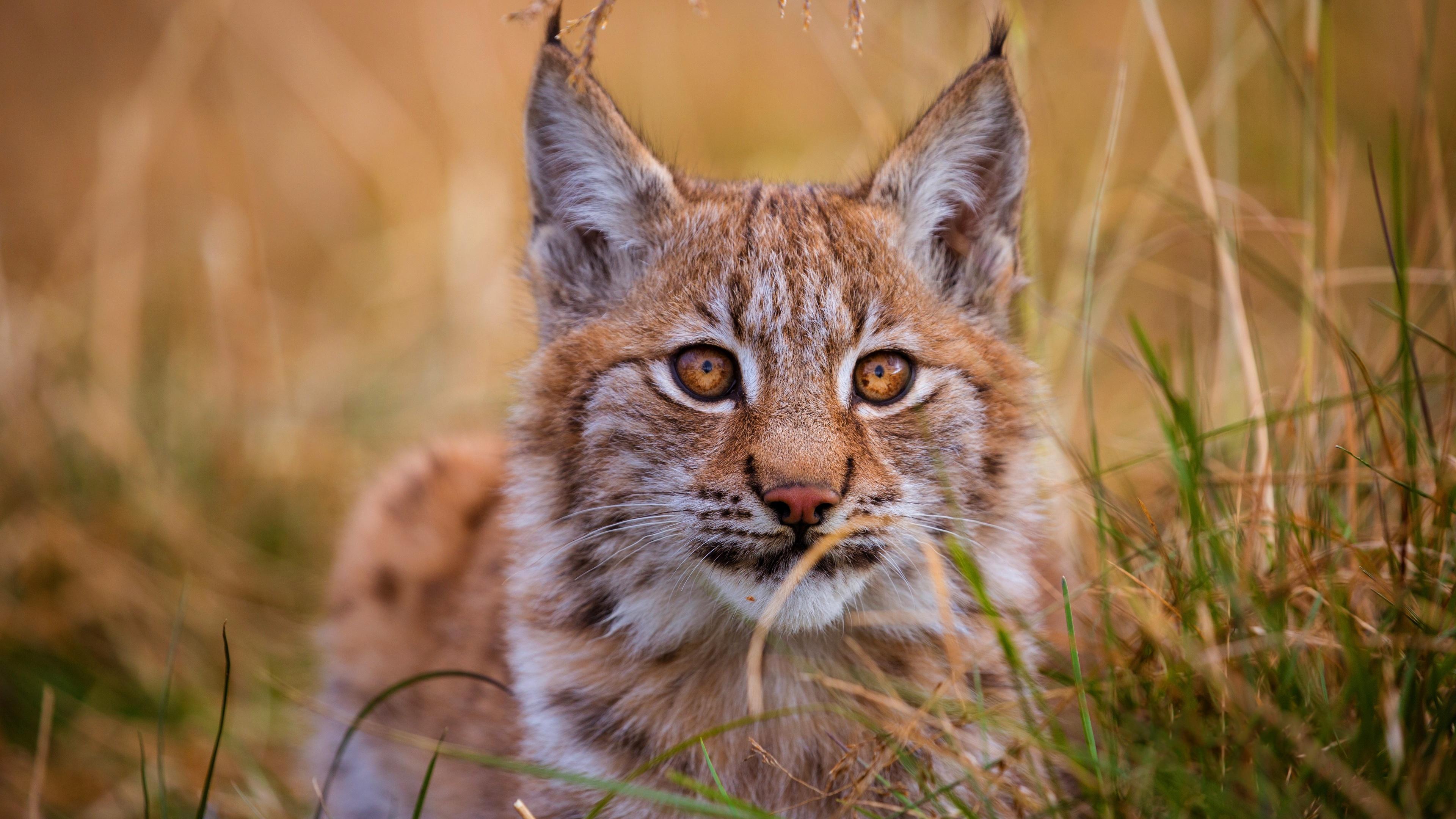 Lynx Desktop Wallpapers - Top Free Lynx Desktop Backgrounds - WallpaperAccess