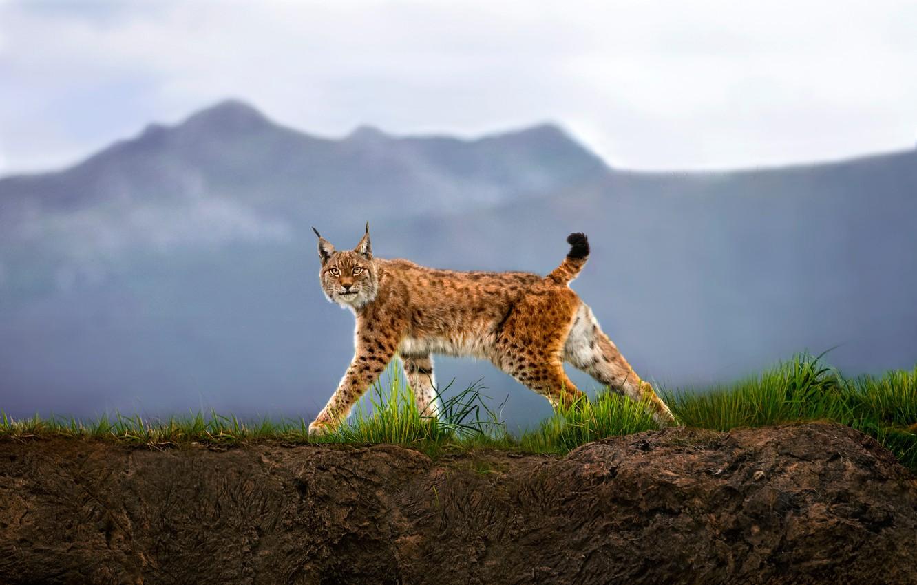 Lynx Desktop Wallpapers - Top Free Lynx Desktop Backgrounds - WallpaperAccess