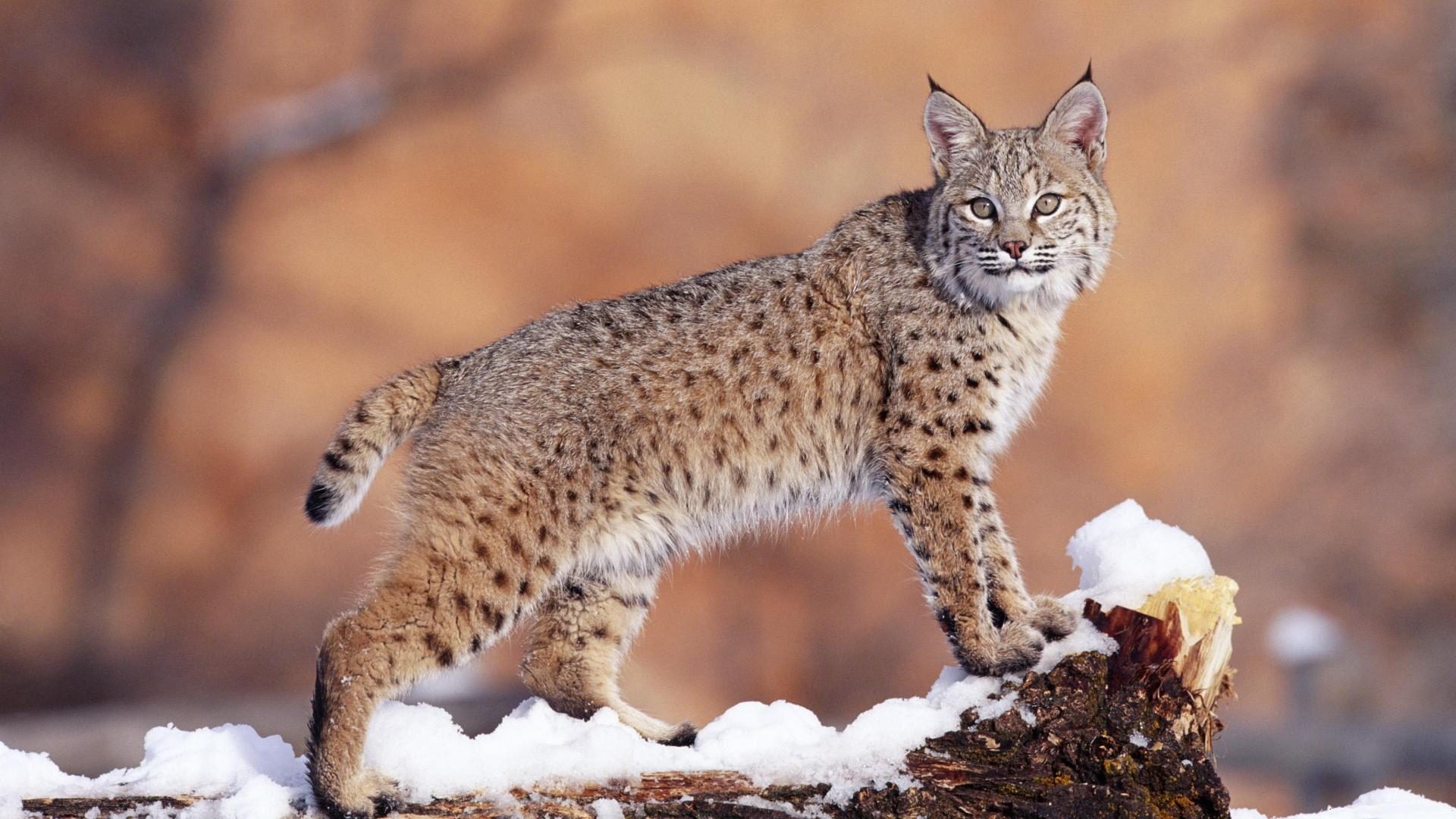 Lynx Desktop Wallpapers - Top Free Lynx Desktop Backgrounds - WallpaperAccess