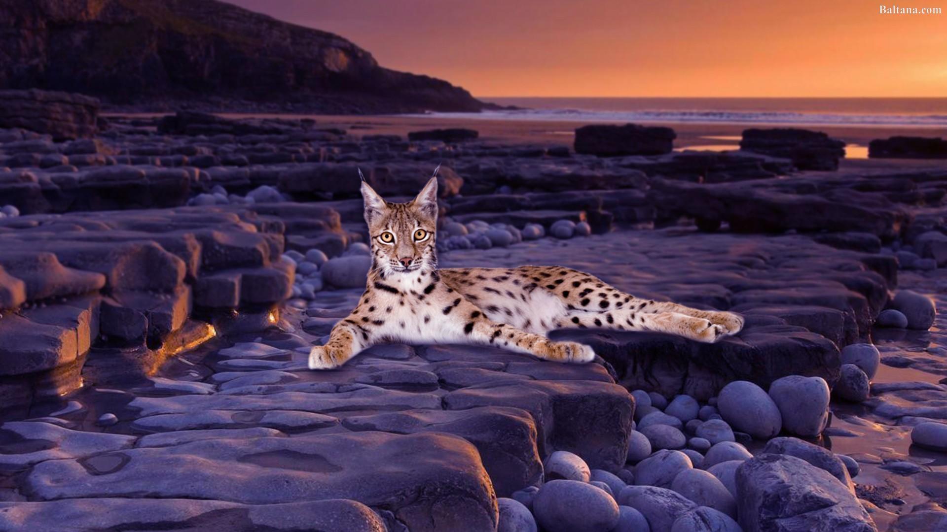 Lynx Desktop Wallpapers - Top Free Lynx Desktop Backgrounds - WallpaperAccess