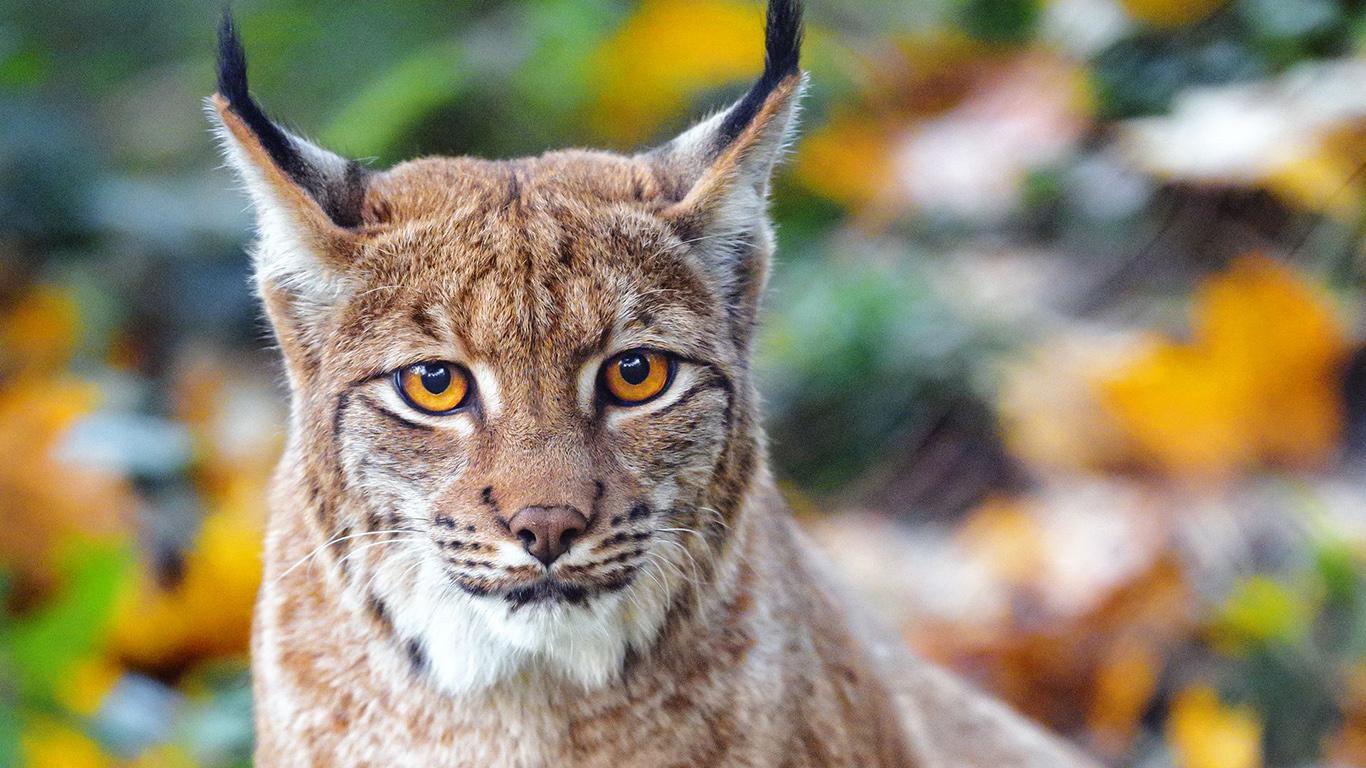Lynx Desktop Wallpapers - Top Free Lynx Desktop Backgrounds ...