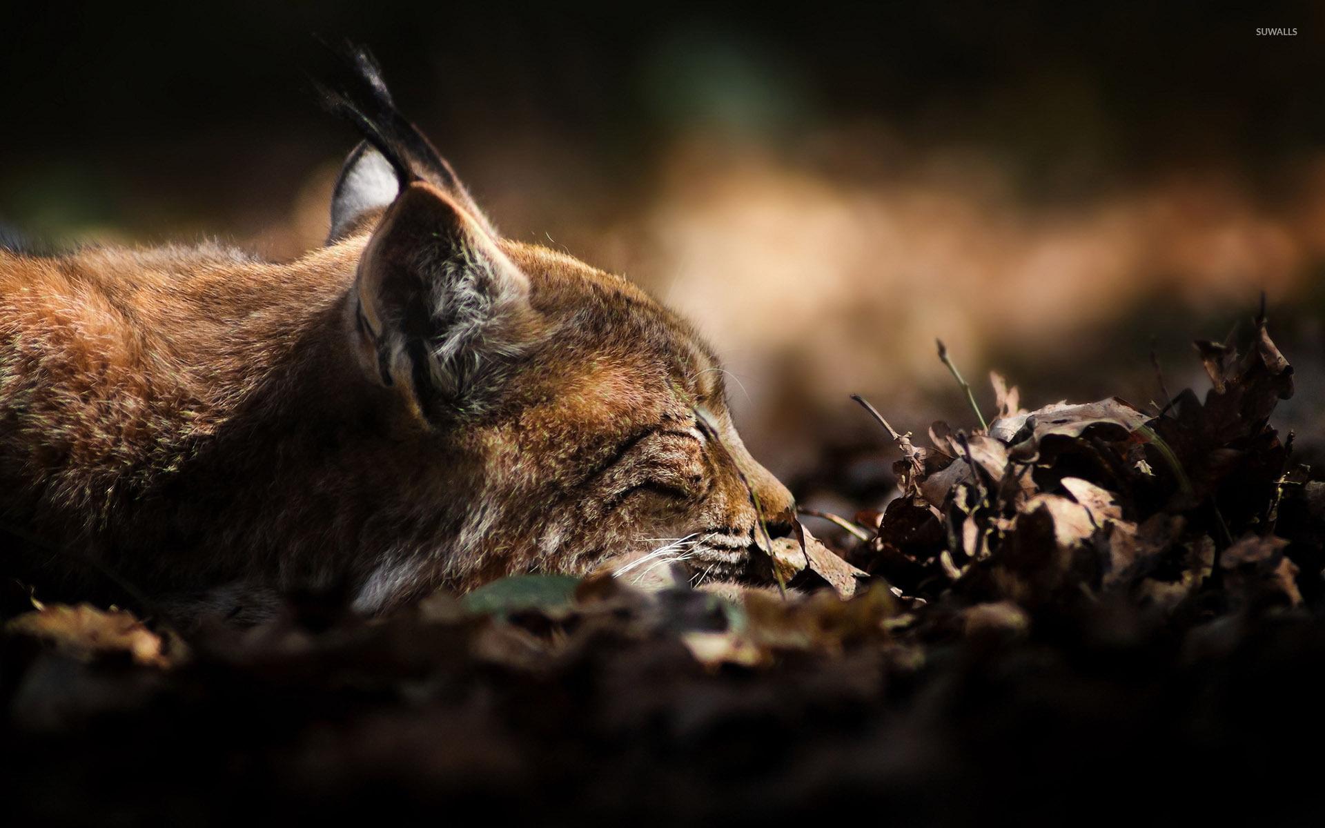Lynx Desktop Wallpapers - Top Free Lynx Desktop Backgrounds - WallpaperAccess