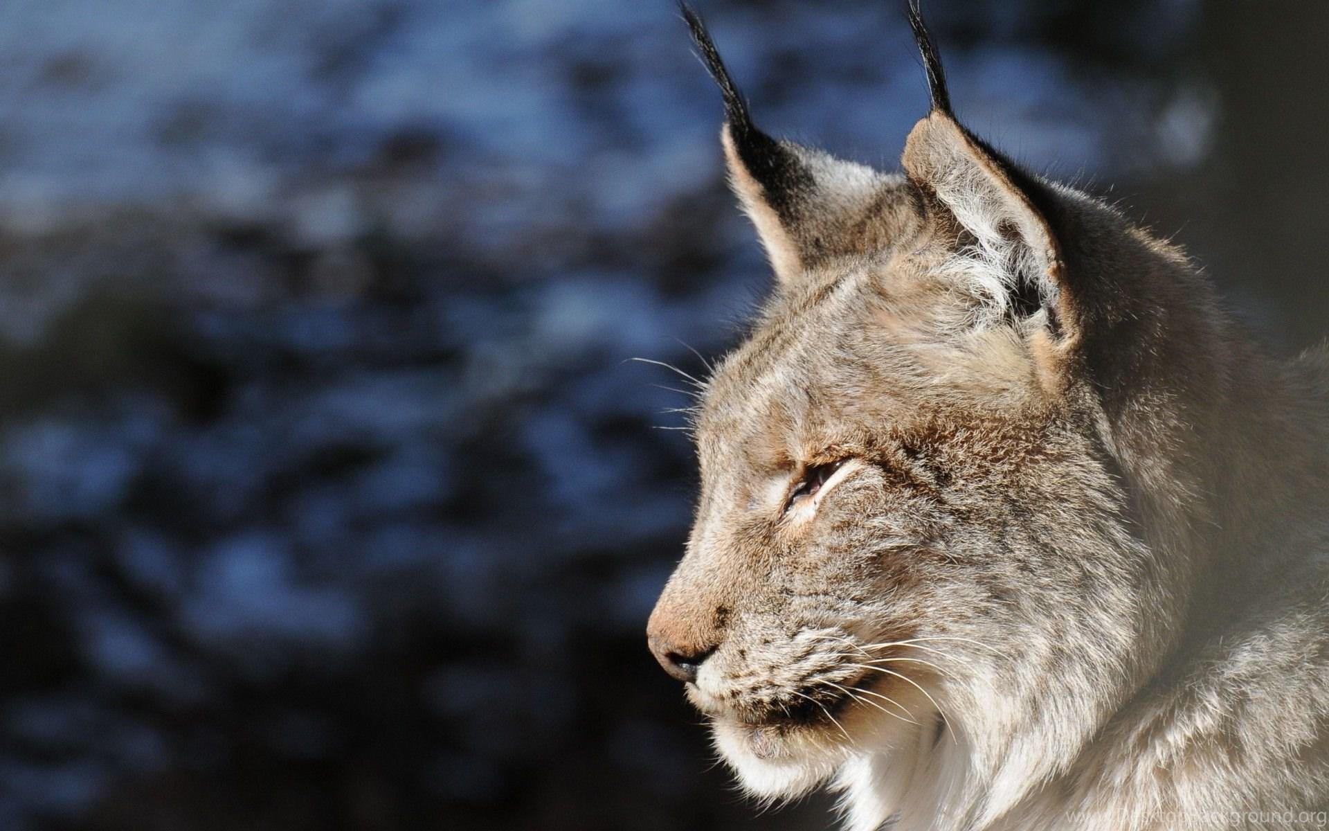 Lynx Desktop Wallpapers - Top Free Lynx Desktop Backgrounds - WallpaperAccess