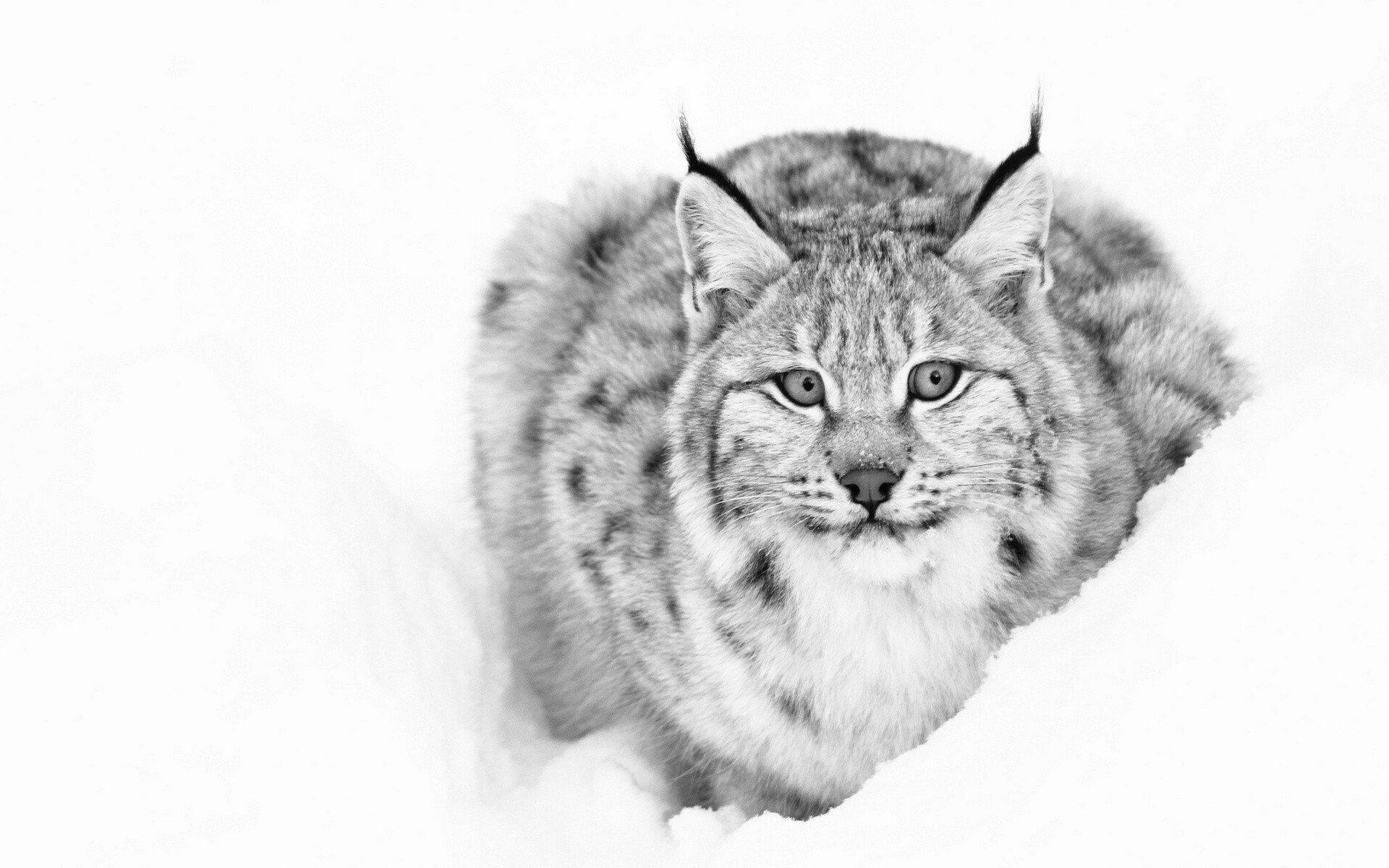 Eurasian Lynx Wallpapers - Top Free Eurasian Lynx Backgrounds ...