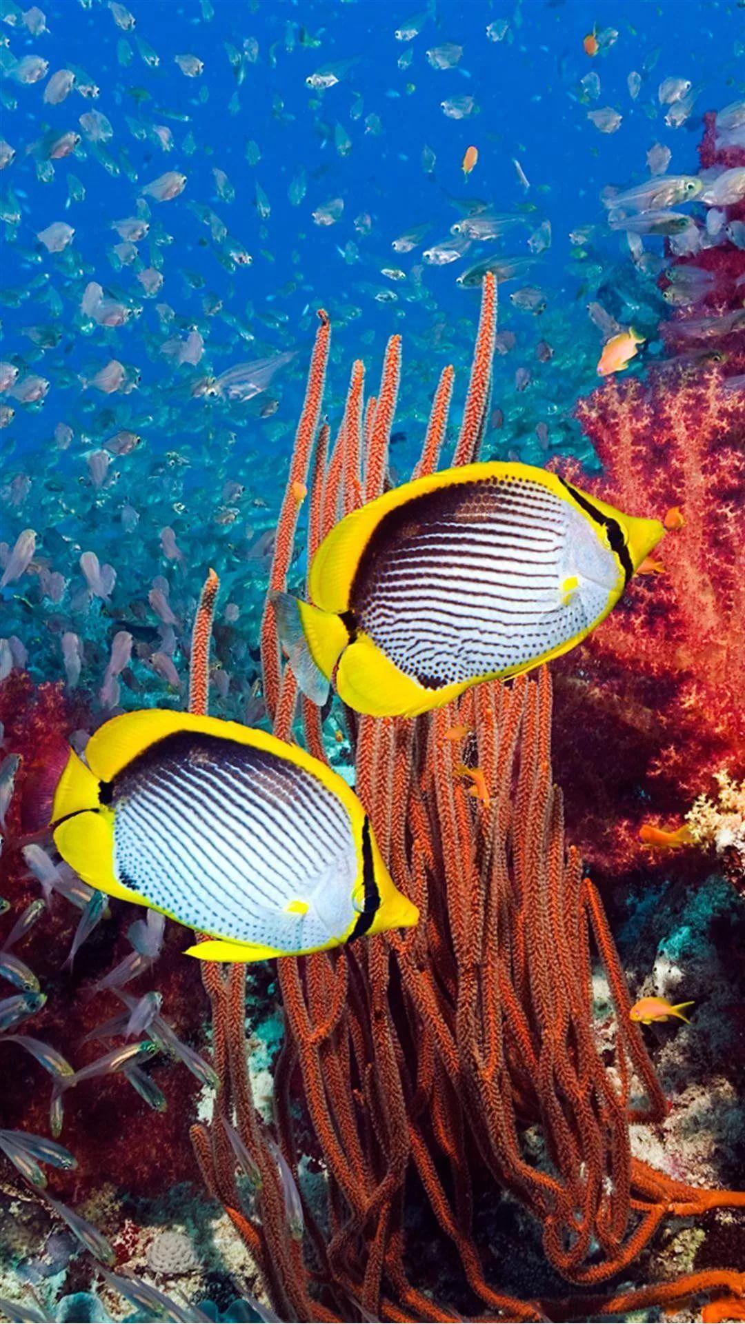 iPhone 6 Fish Wallpapers - Top Free iPhone 6 Fish Backgrounds ...